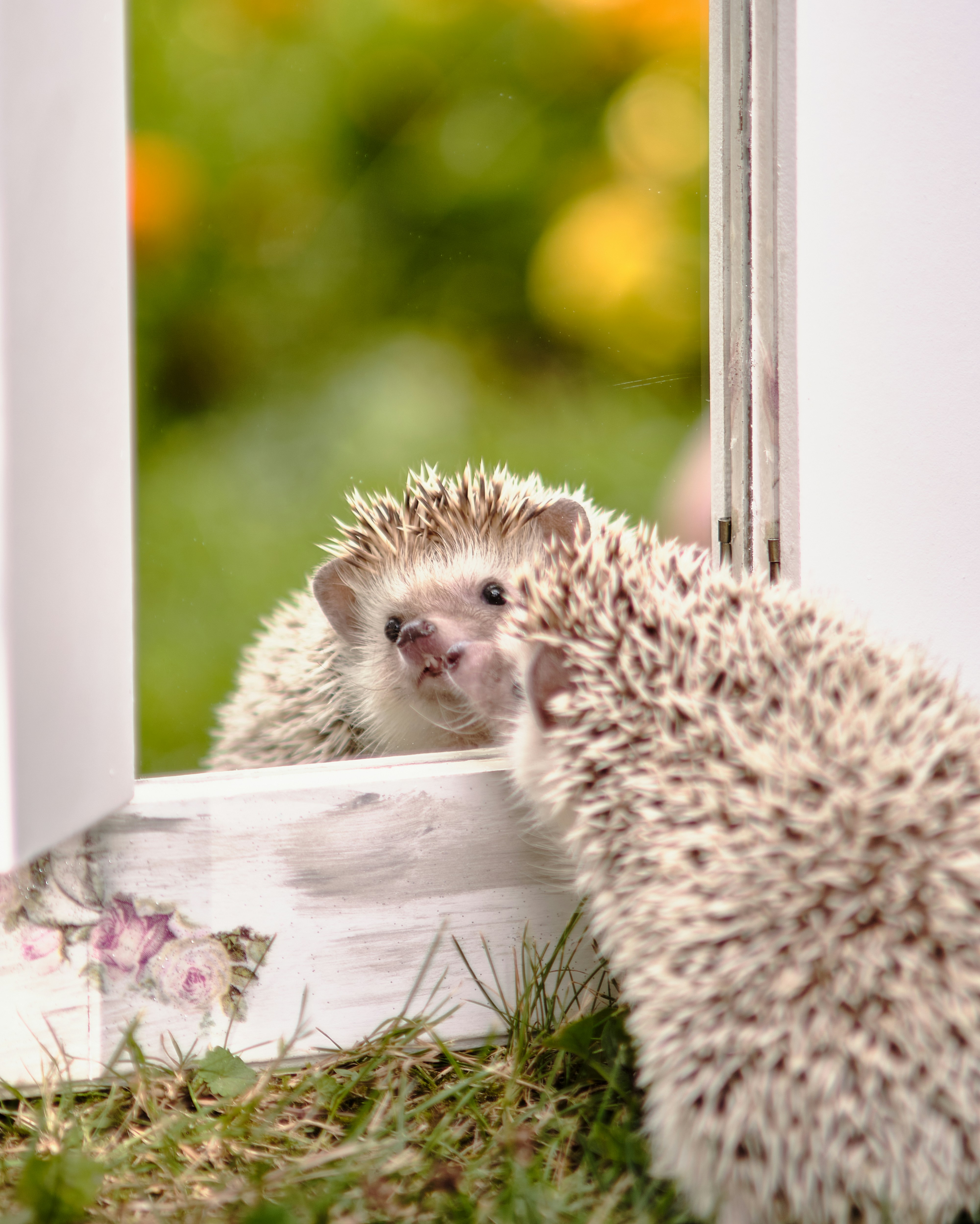 Window-Threshold Encounter: A Hedgehog’s Quiet Curiosity
