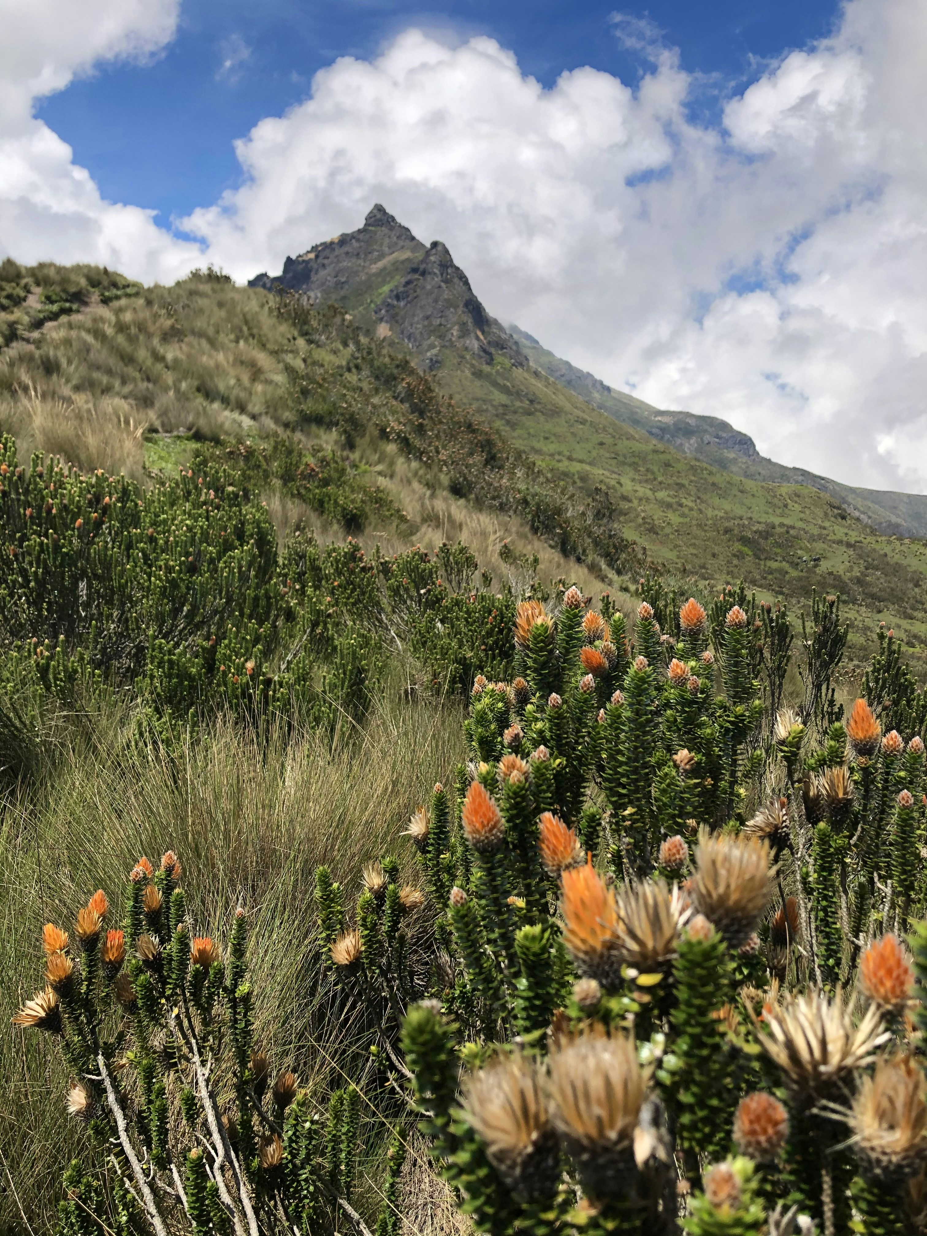 Photo by Florencia Rosenfeld with Apple iPhone 8