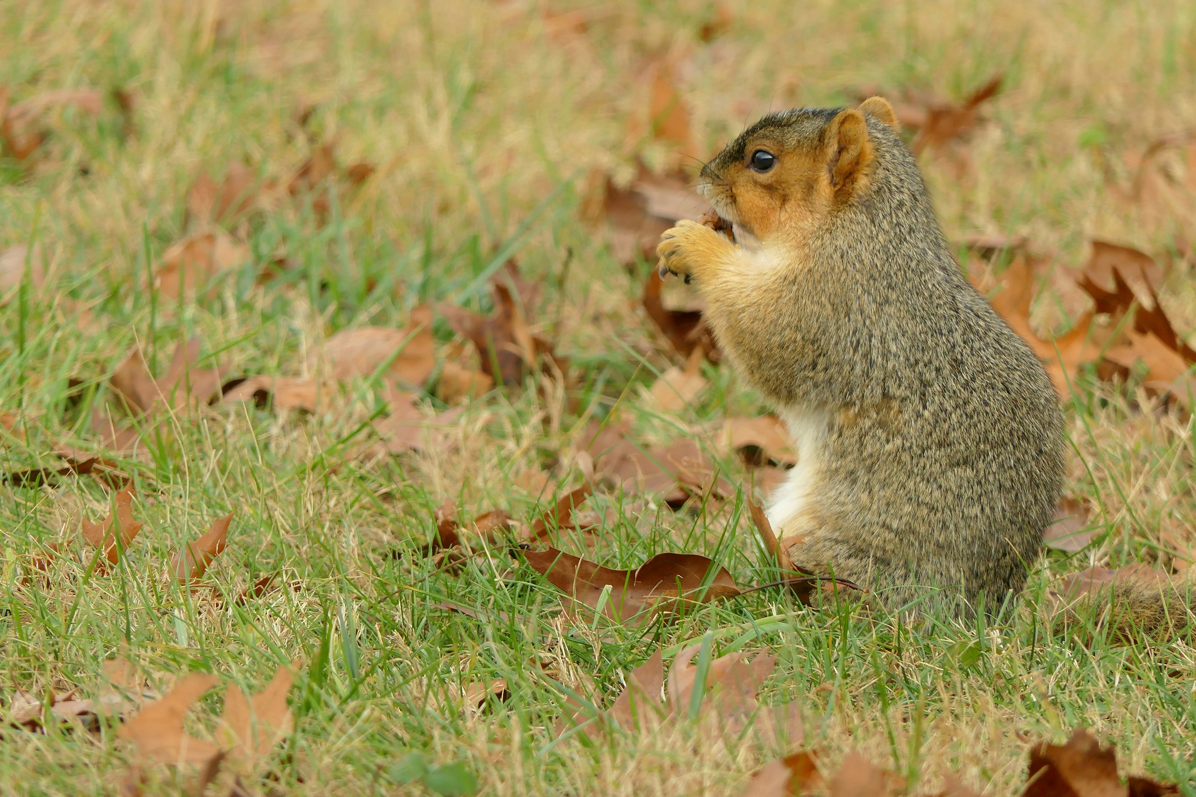 fox squirrel with meal