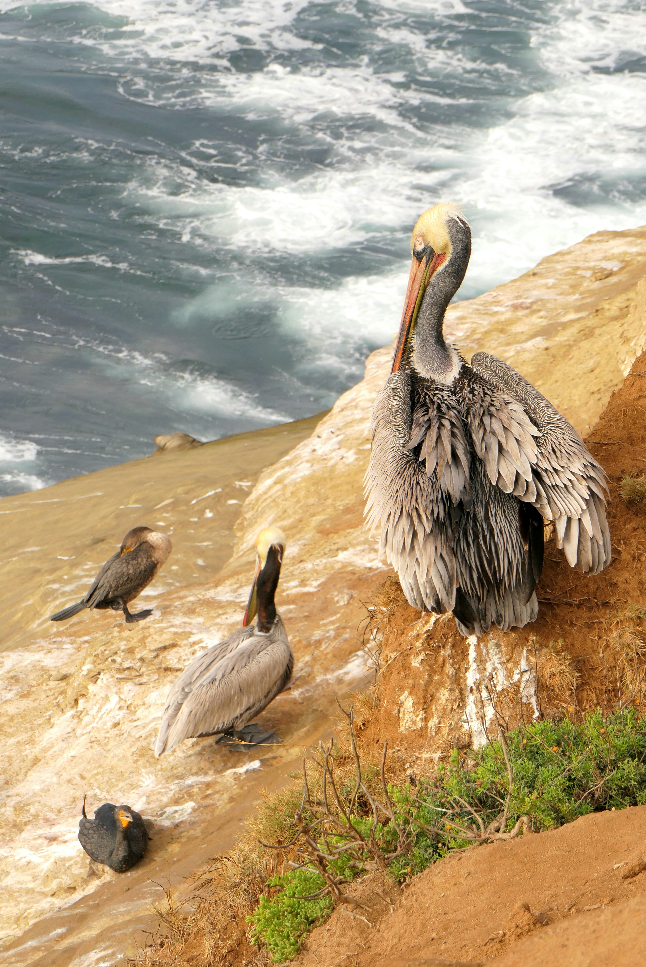 Pelicans and other shore birds on rocky coast, California USA