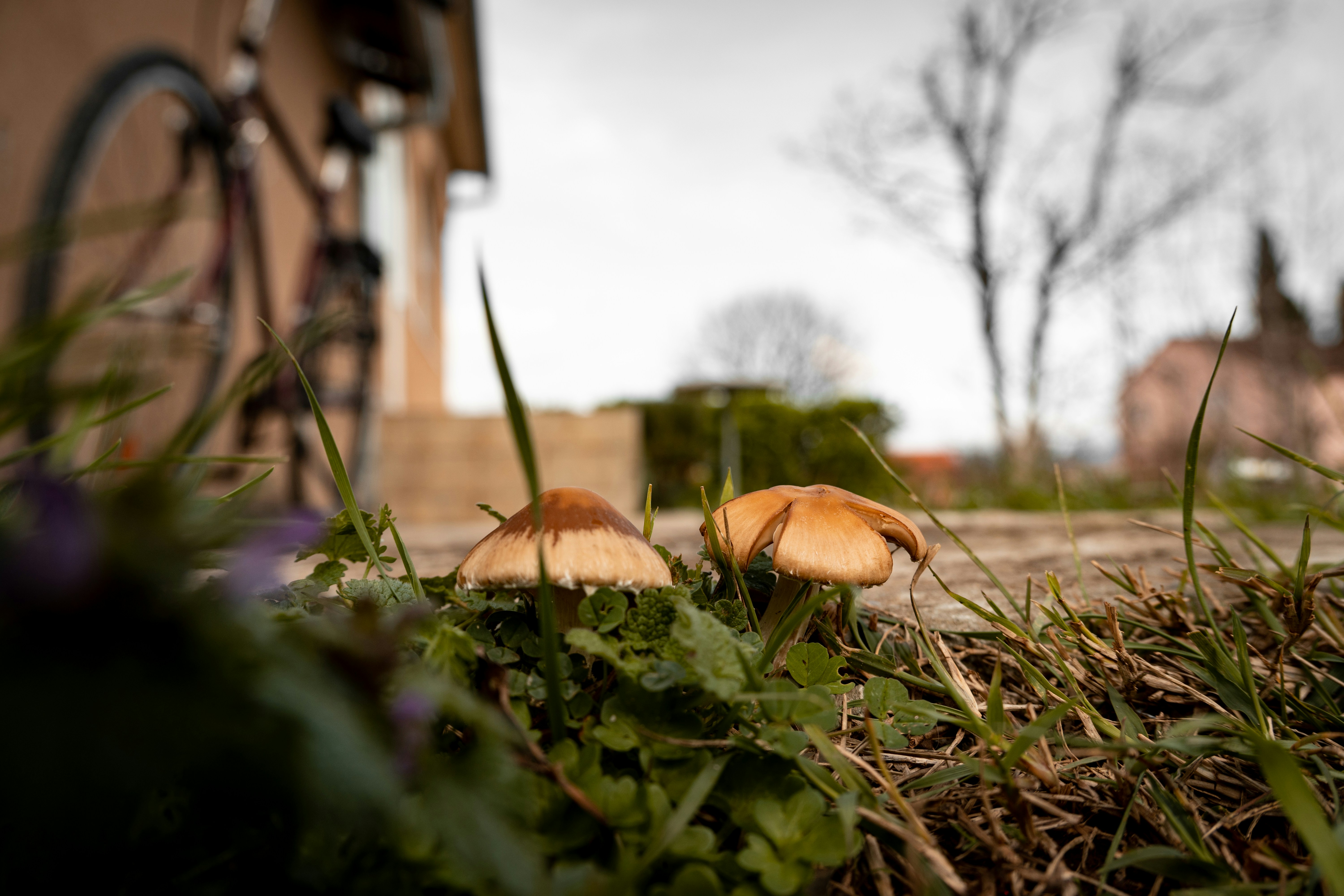 Ground-Level Anchor: Two Mushrooms Framing a Quiet Suburban Garden