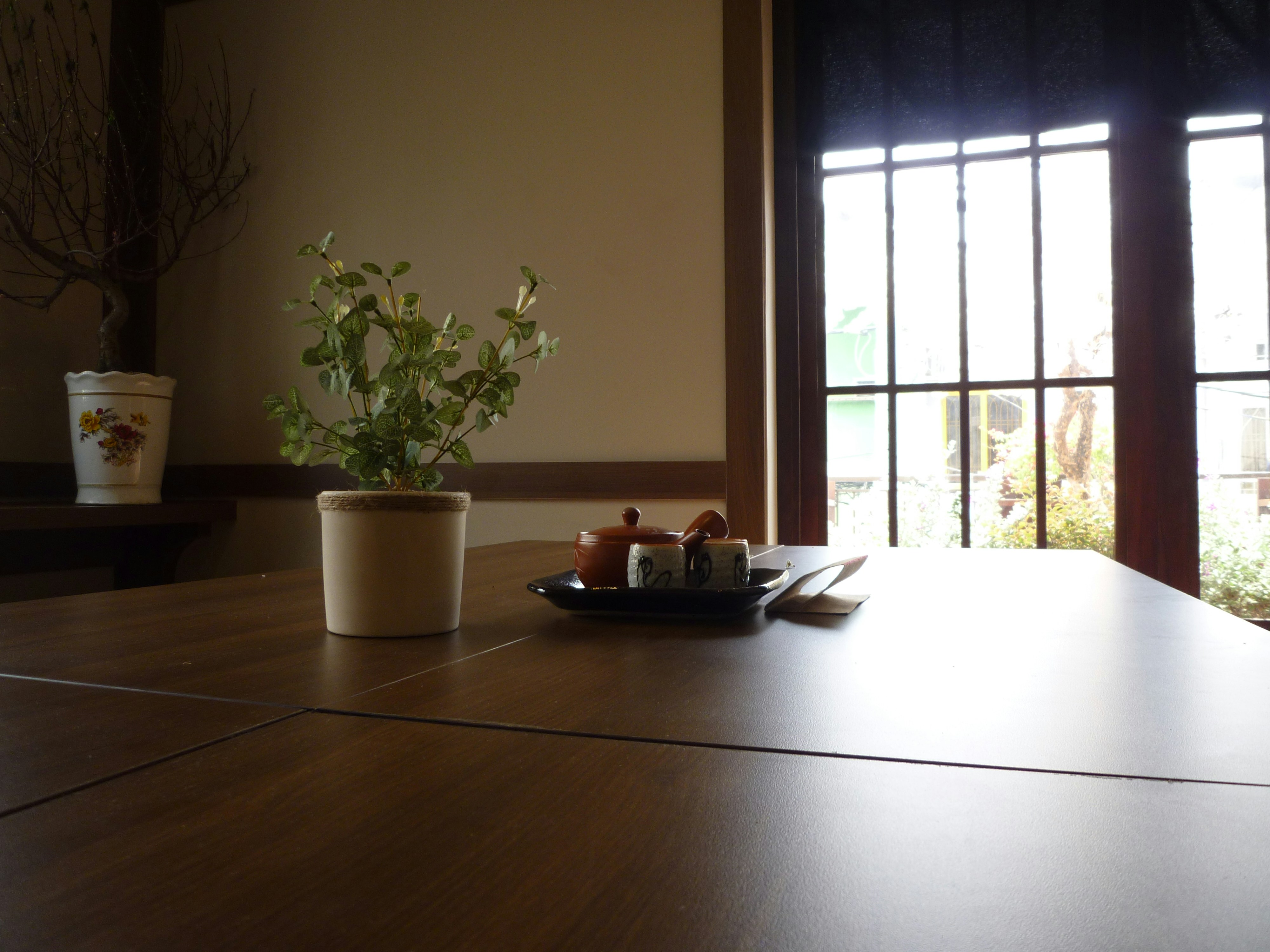 Potted Calm: A Sunlit Tabletop Scene by the Garden Window