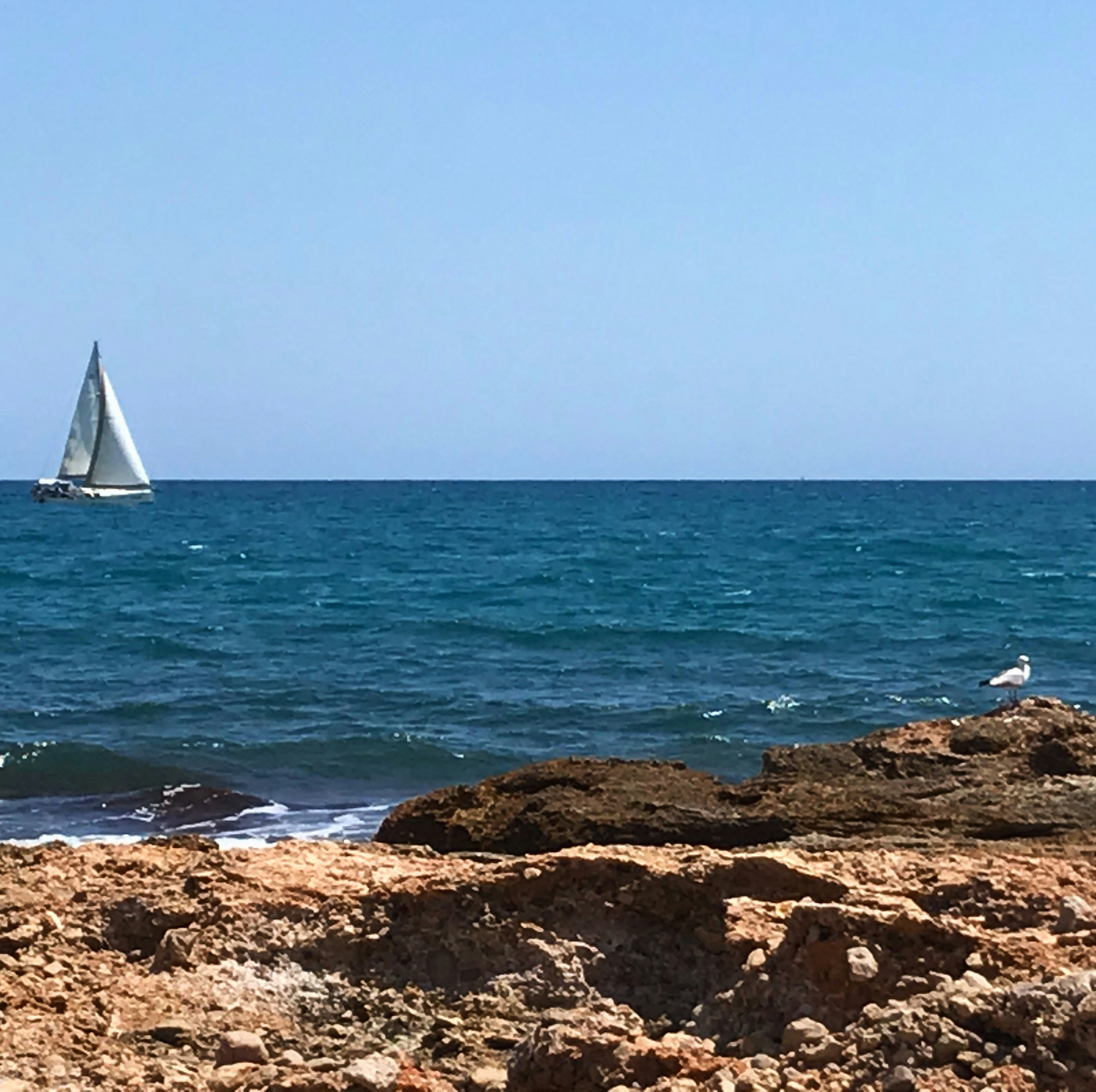 Velero y gaviota