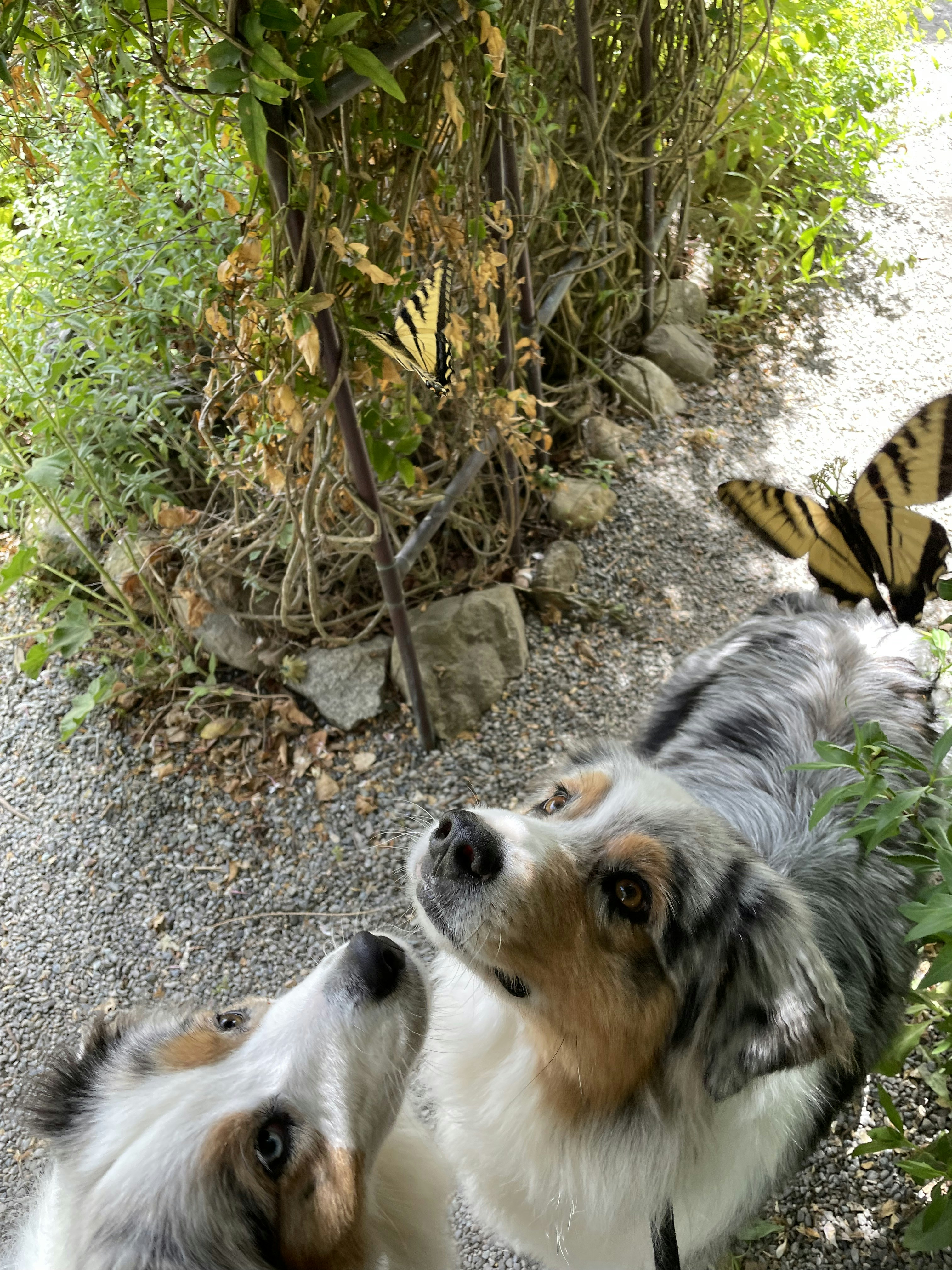 Amber-winged Butterfly Draws a Pair of Australian Shepherds' Gaze on a Gravel Garden Path