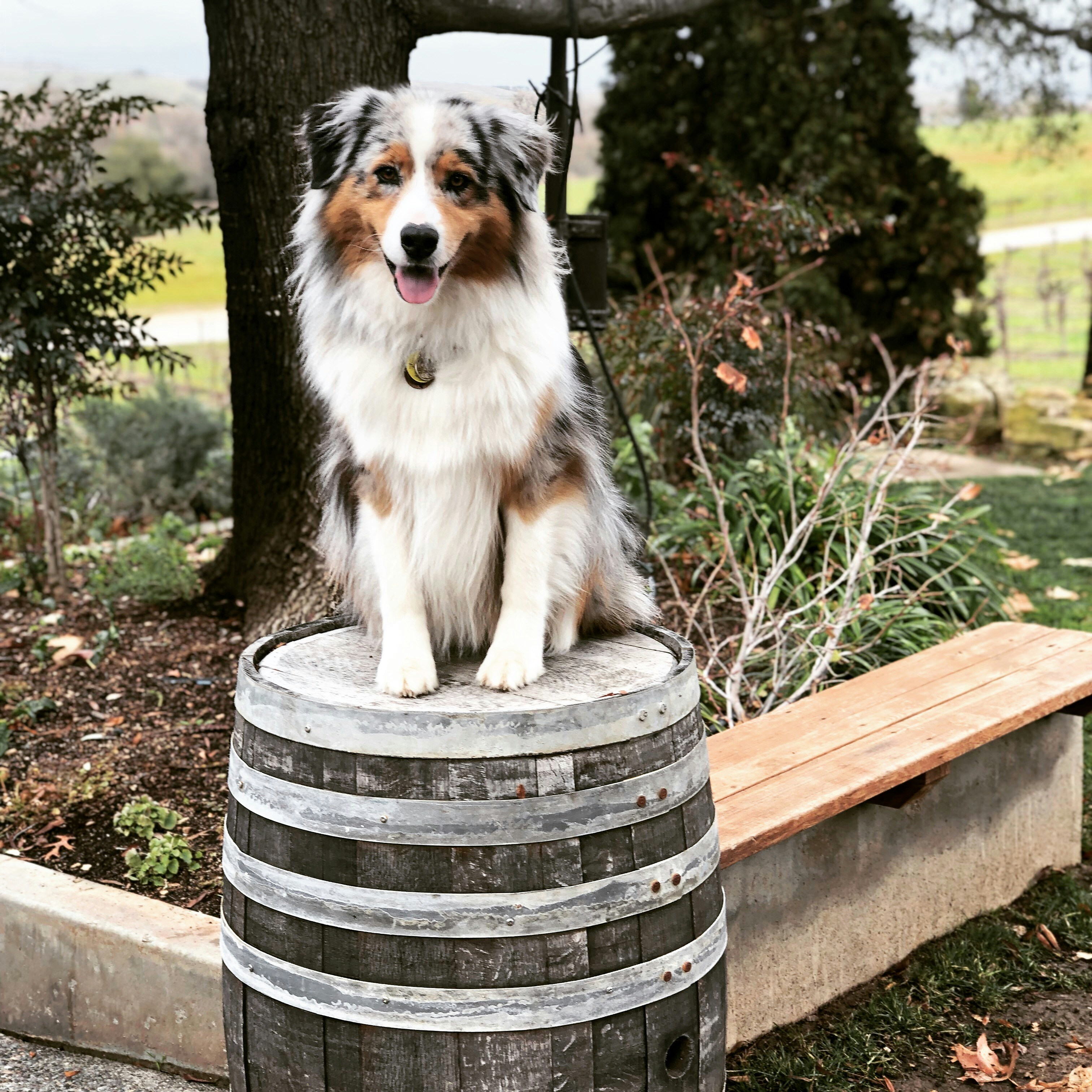 Barrel-Top Portrait: Australian Shepherd in a Garden