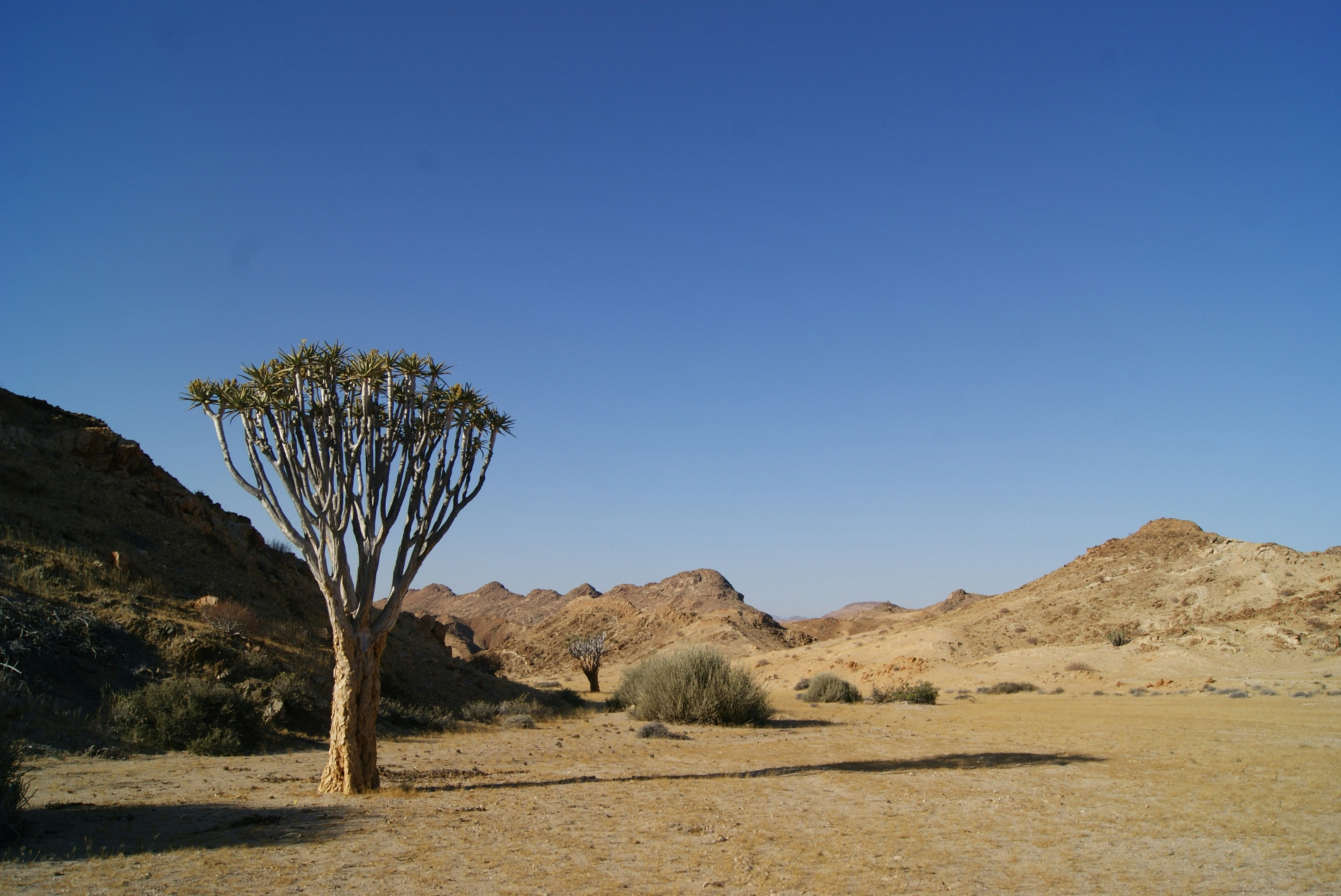 Lone quiver tree stands in a sunlit desert with rocky hills on the horizon and a clear blue sky.