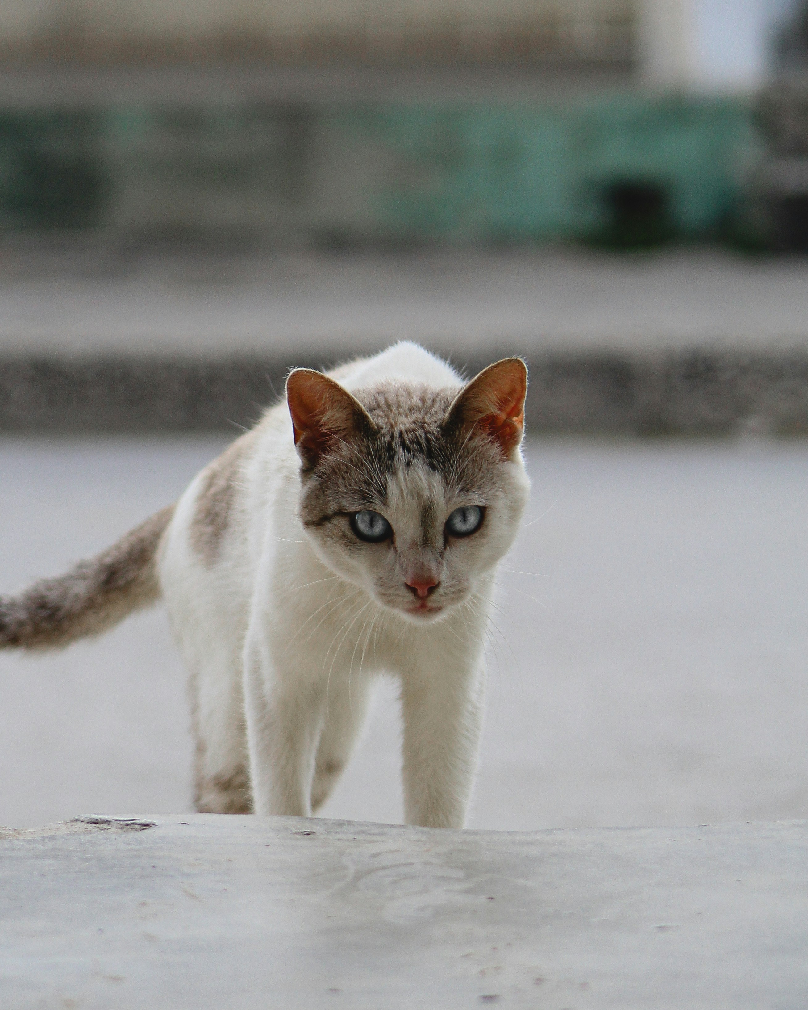 Photo by Alejandro Chirolde with Canon EOS 4000D