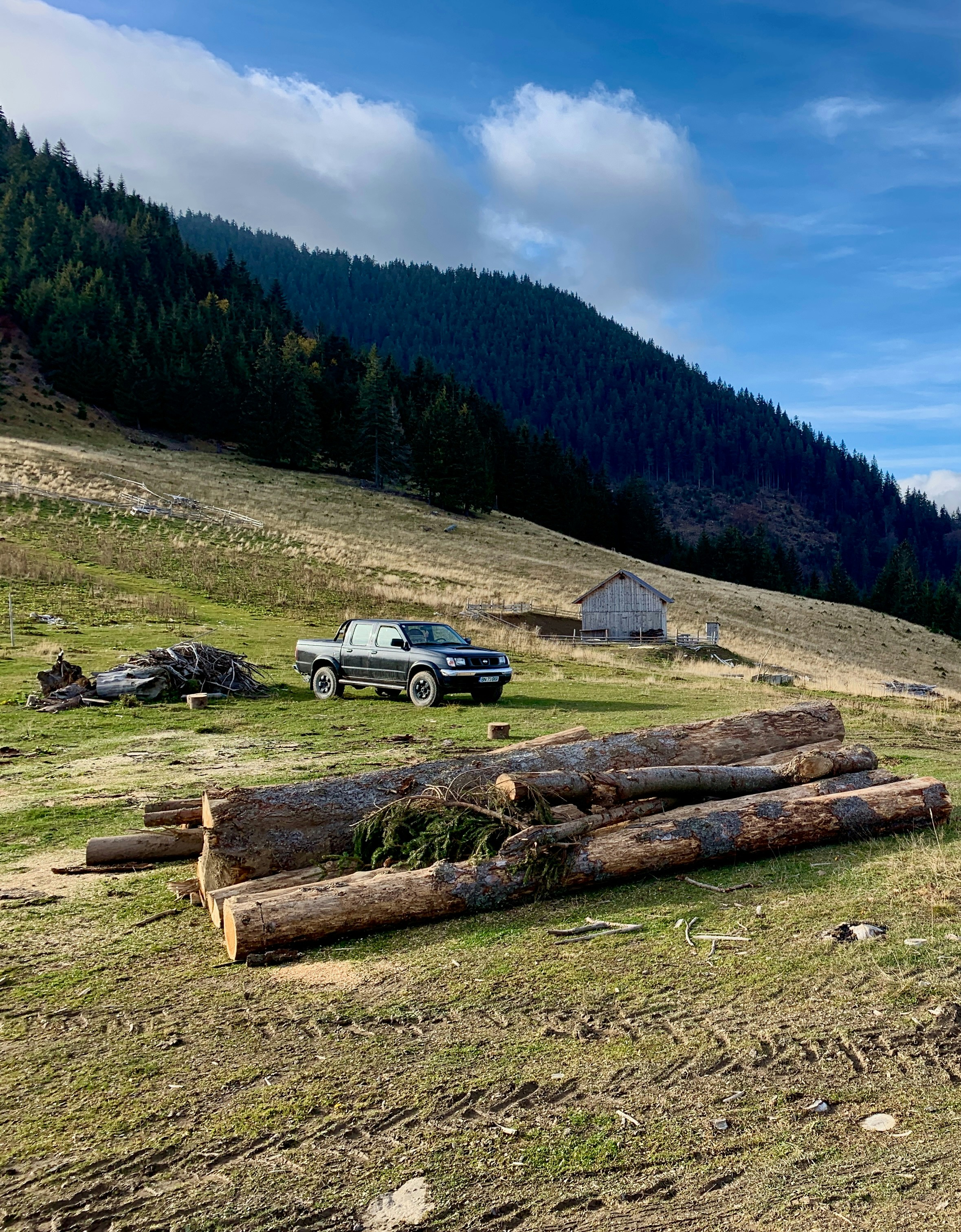 Truck and timber in a sunlit hillside clearing