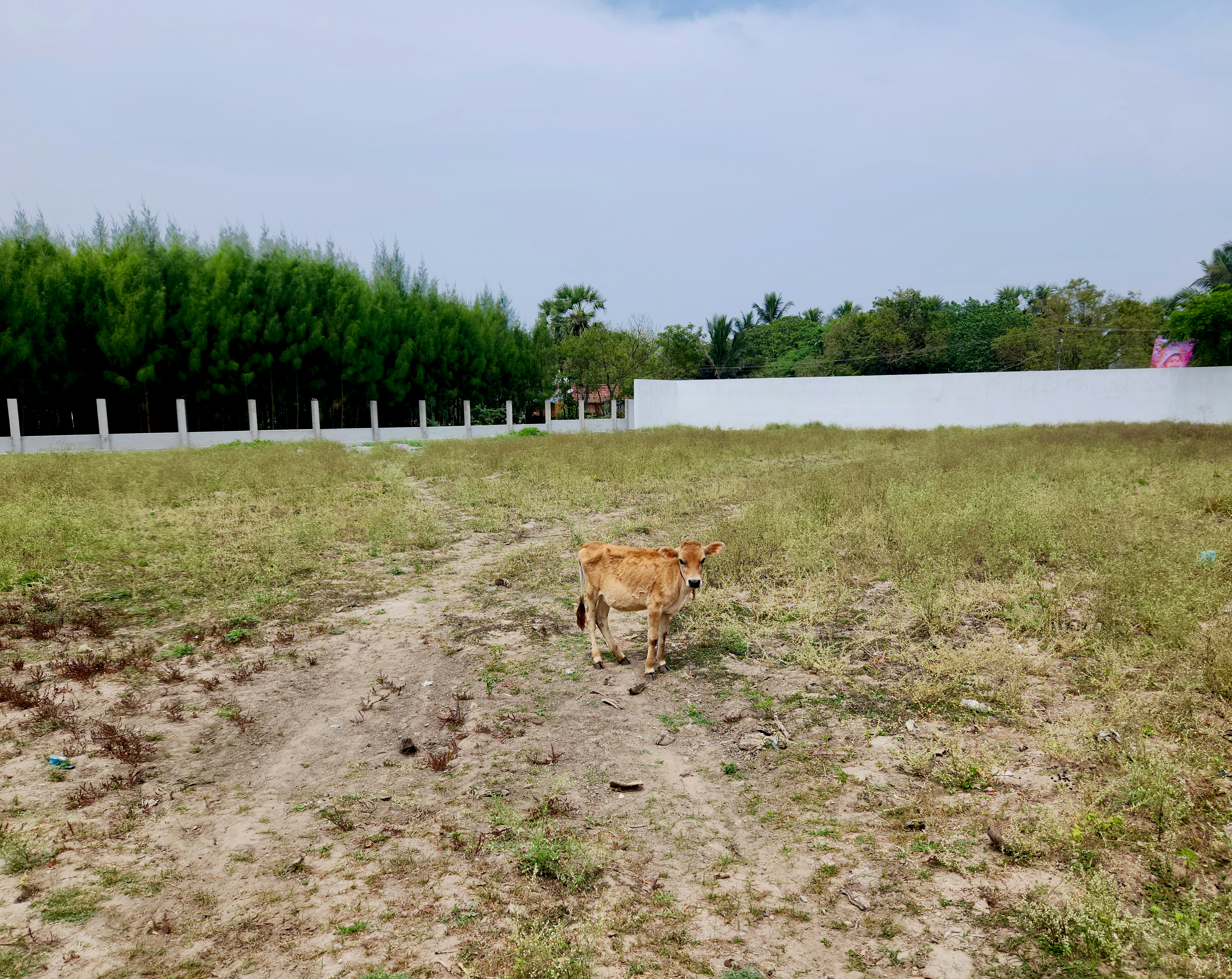 Calf on a Dusty Path: Quiet Field, Wide Sky