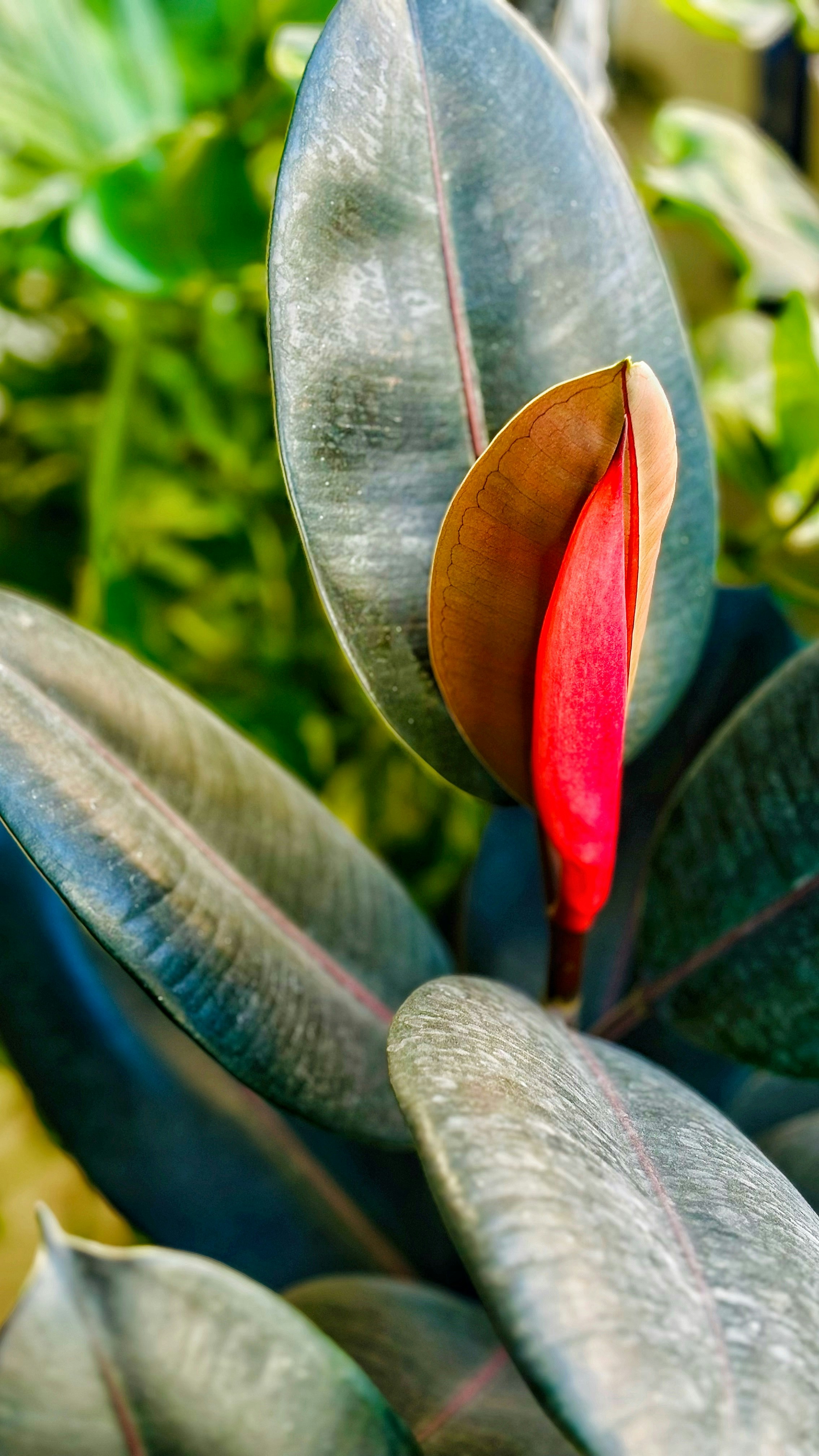 Vibrant red flower bud nestled among lush green leaves, showcasing nature's artistry in a harmonious setting.
