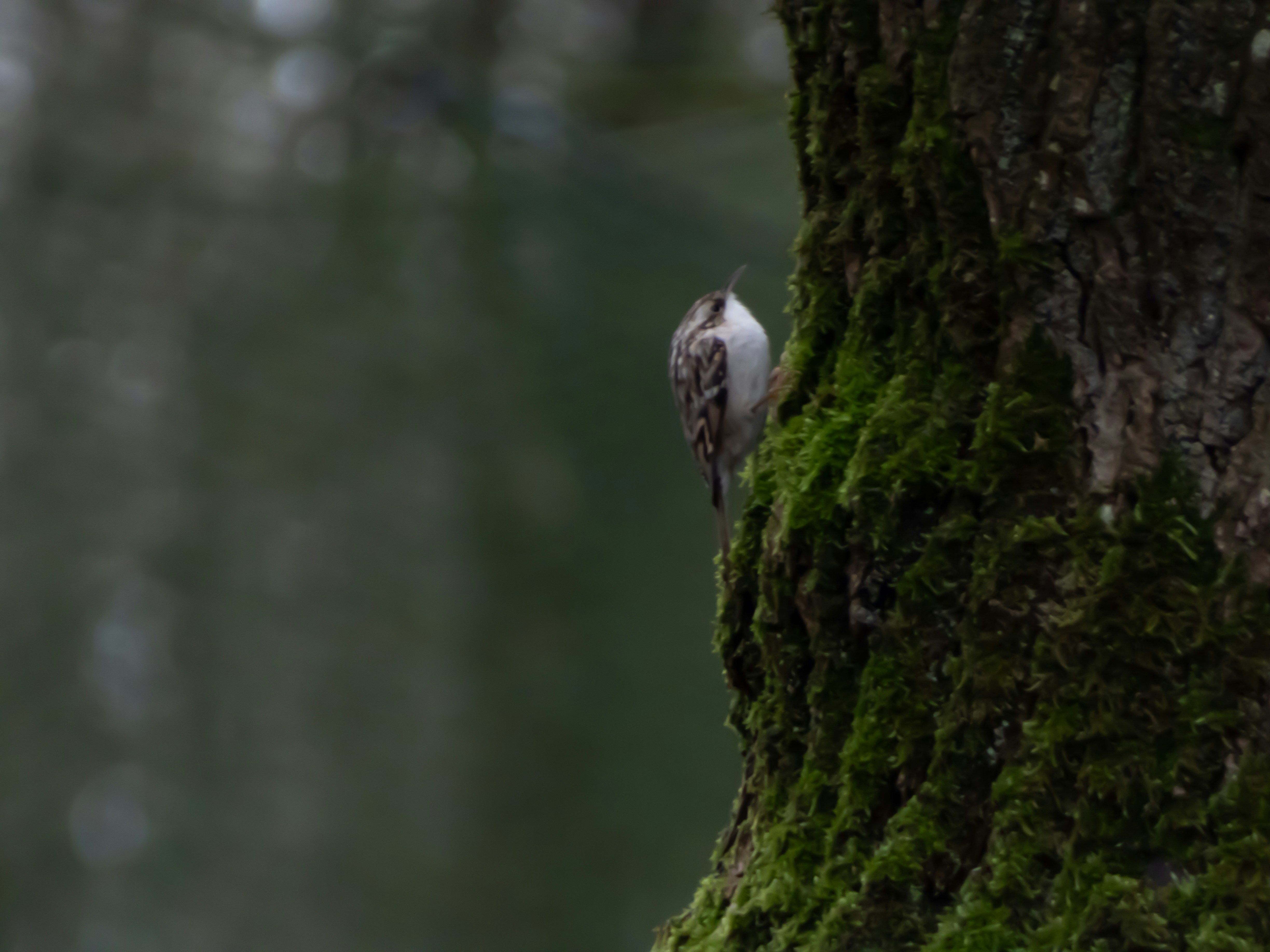 Photo by christopher pauchet with Panasonic Lumix FZ82