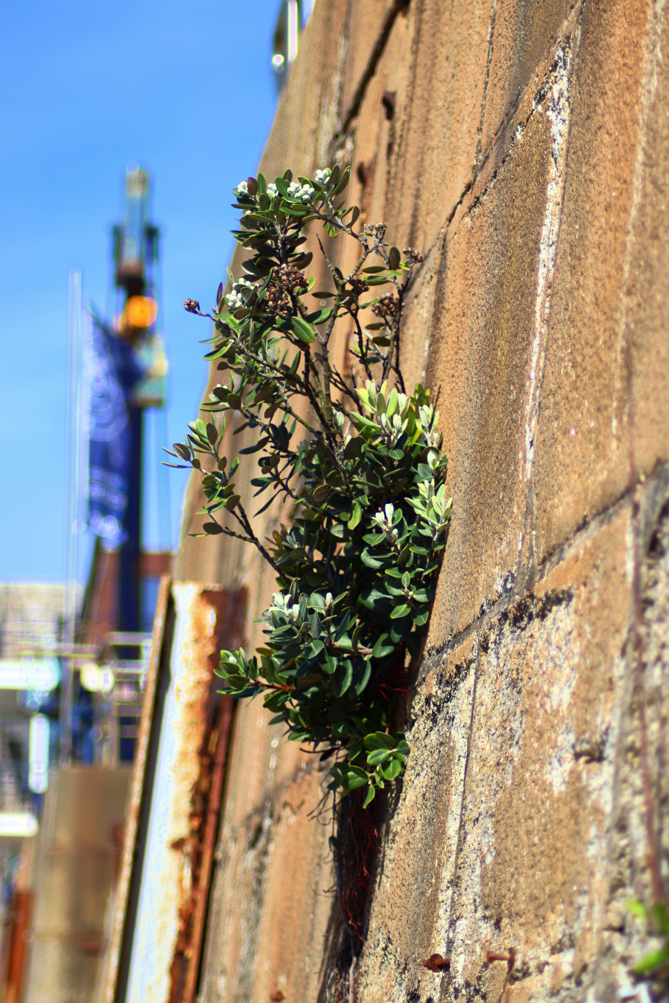 Verdant Sprout in a Sunlit Brick Crevice