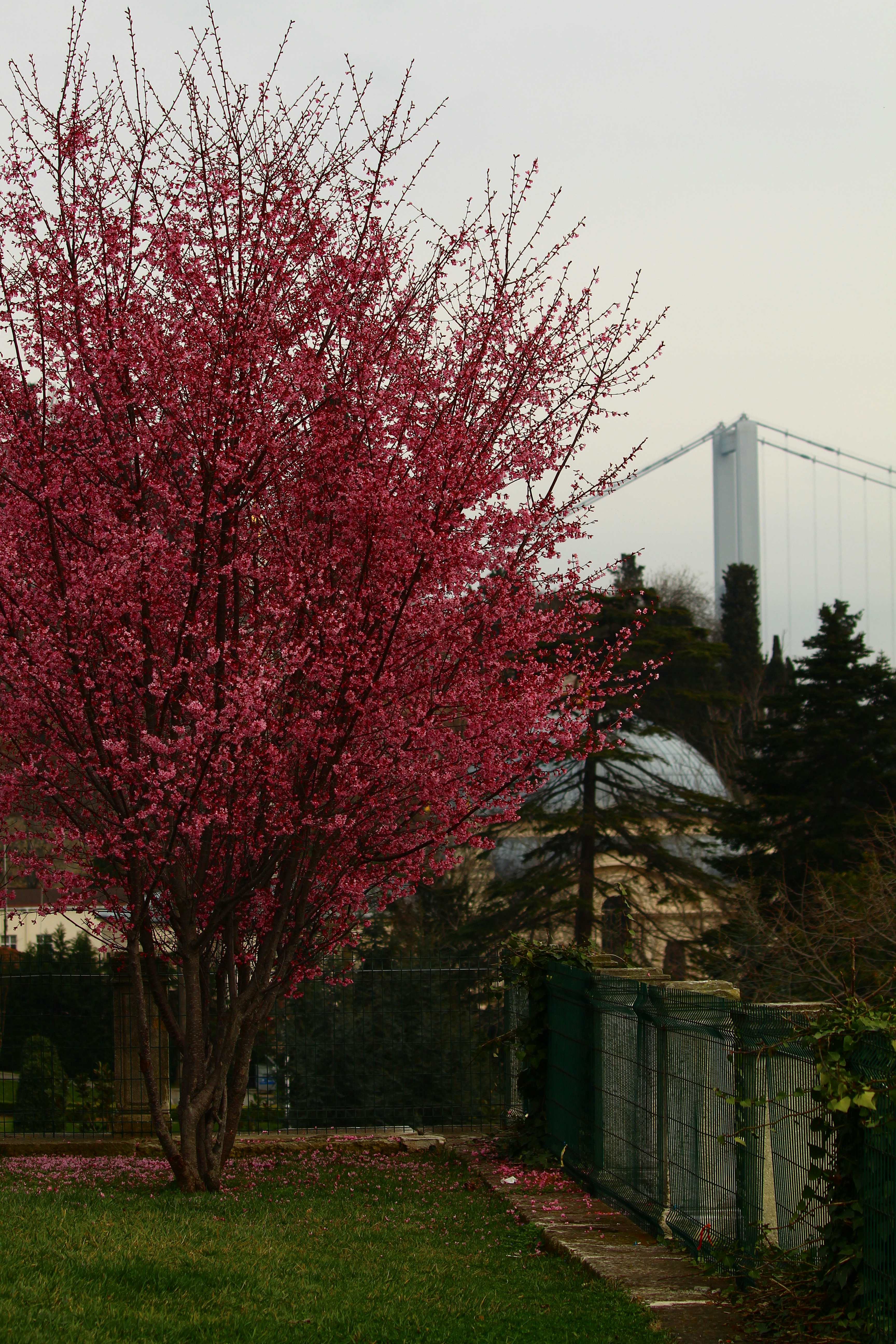 Cherry Blossom Sentinel by a Quiet Suspension Bridge
