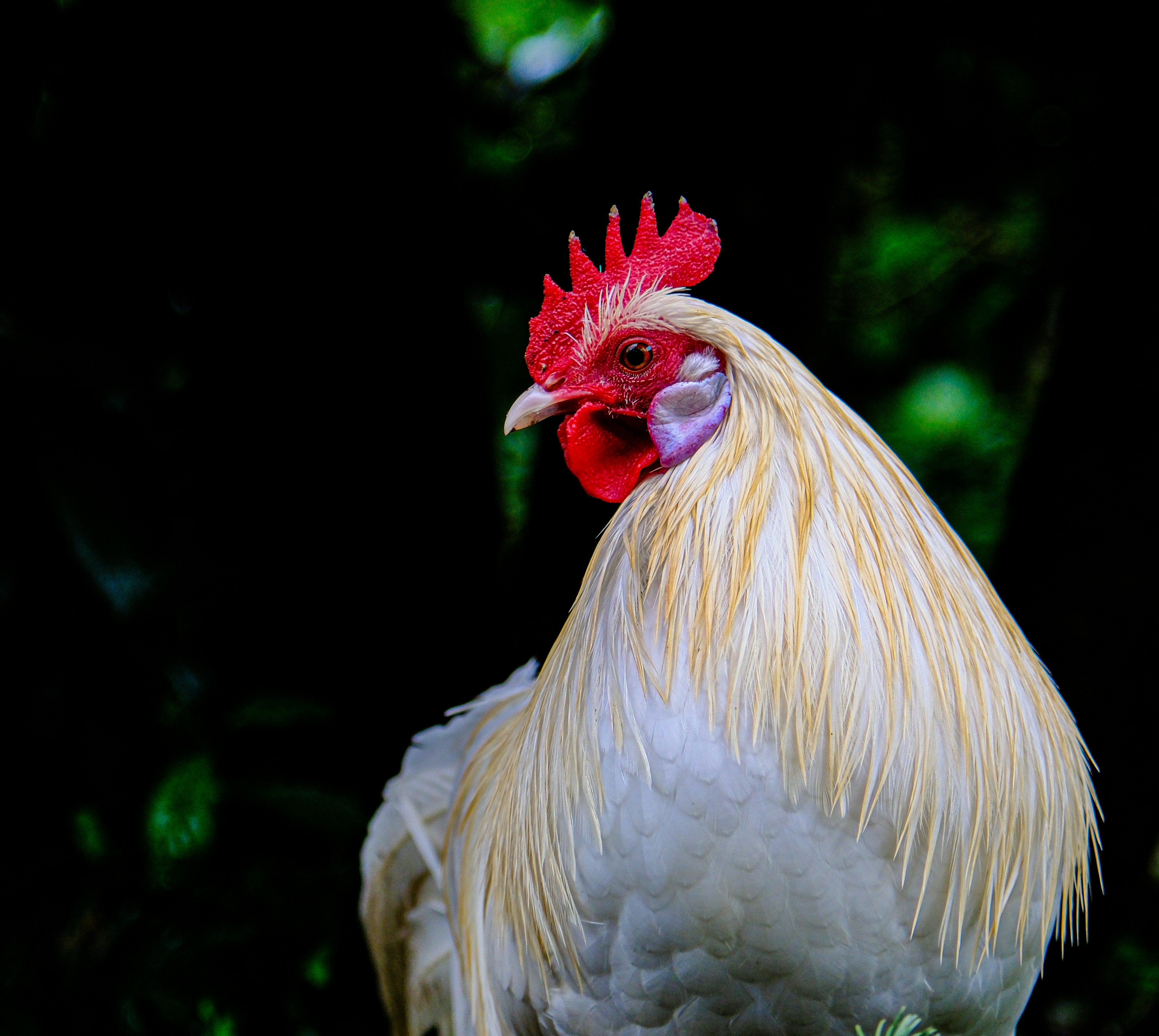 Crimson Crest, Ivory Feathers, and a Velvet Green Backdrop