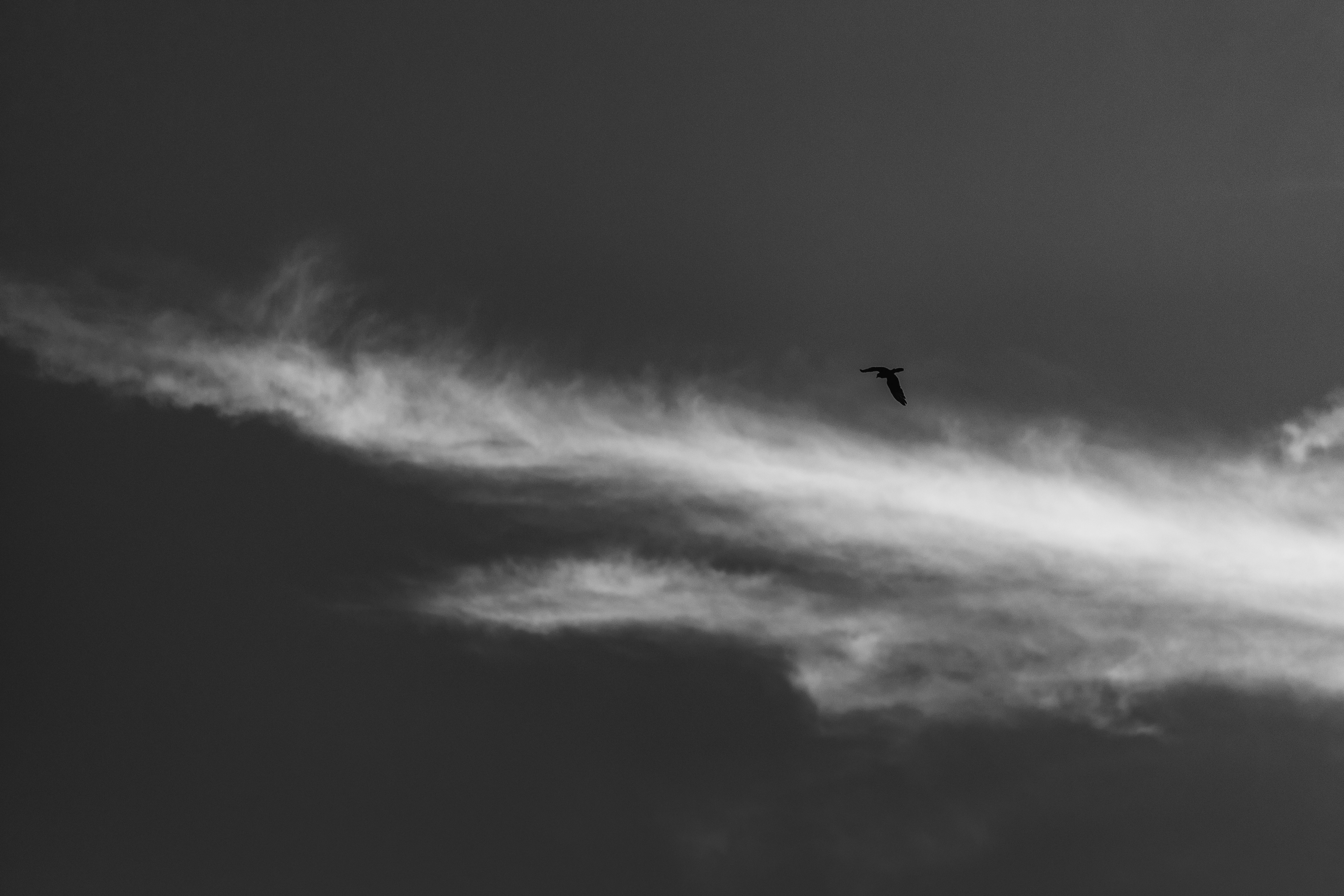 Winged silhouette crossing a slender cloud band in a quiet monochrome sky