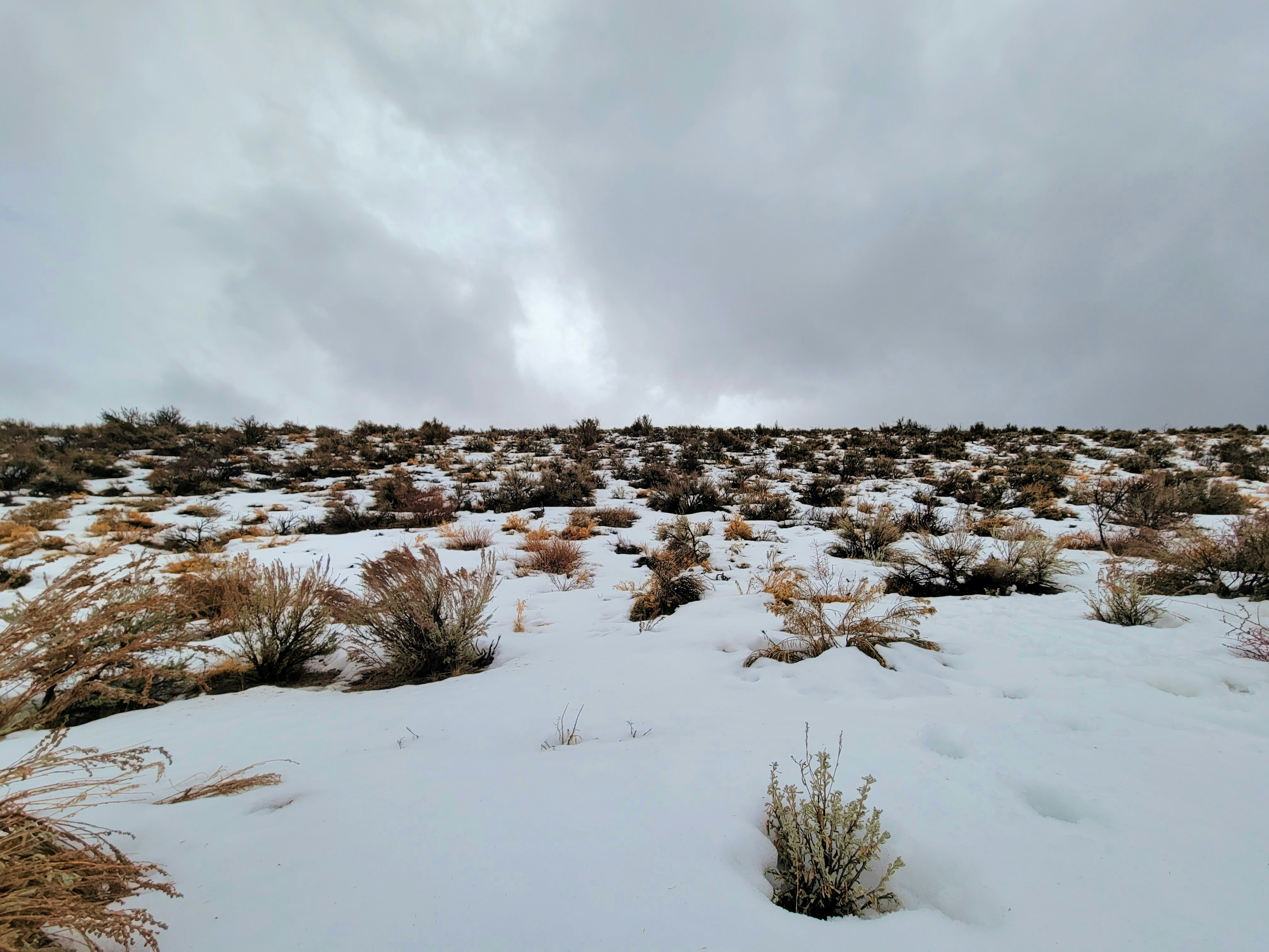 Snow-covered desert landscape with scattered shrubs under a cloudy sky.