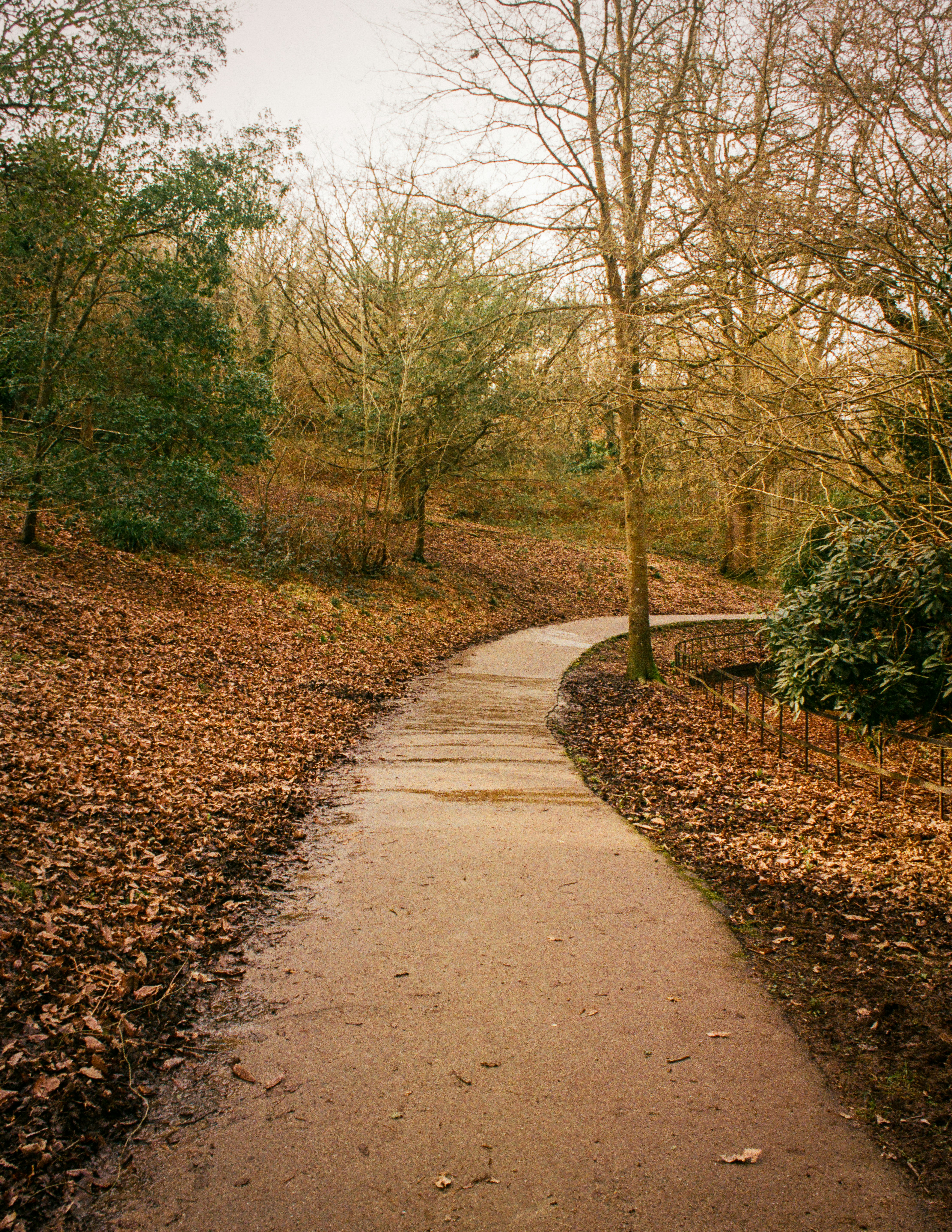 A path in a wooded area surrounded by trees photo – Free Uk Image on ...