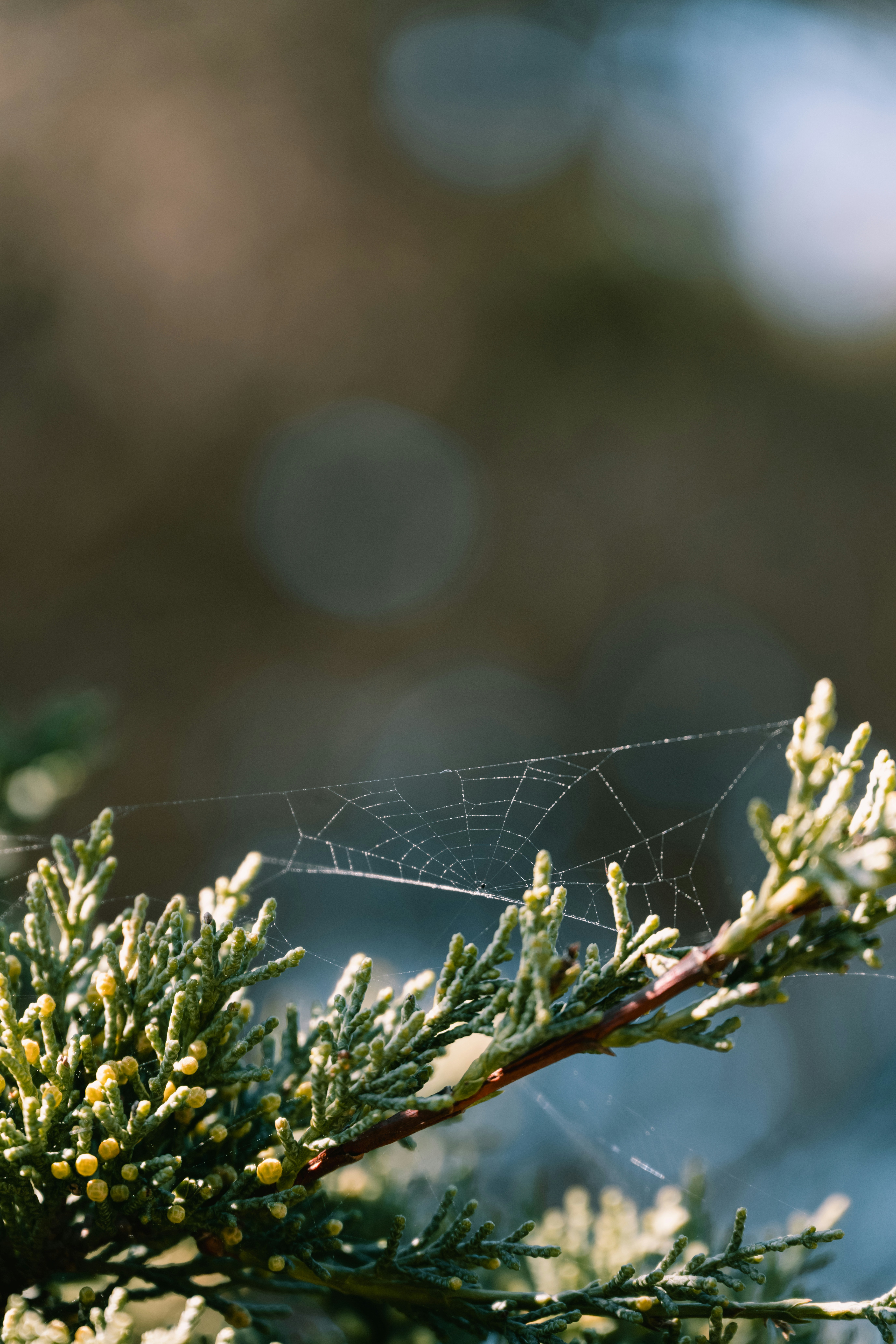 Gossamer Web Between Pine Needles in Dappled Daylight