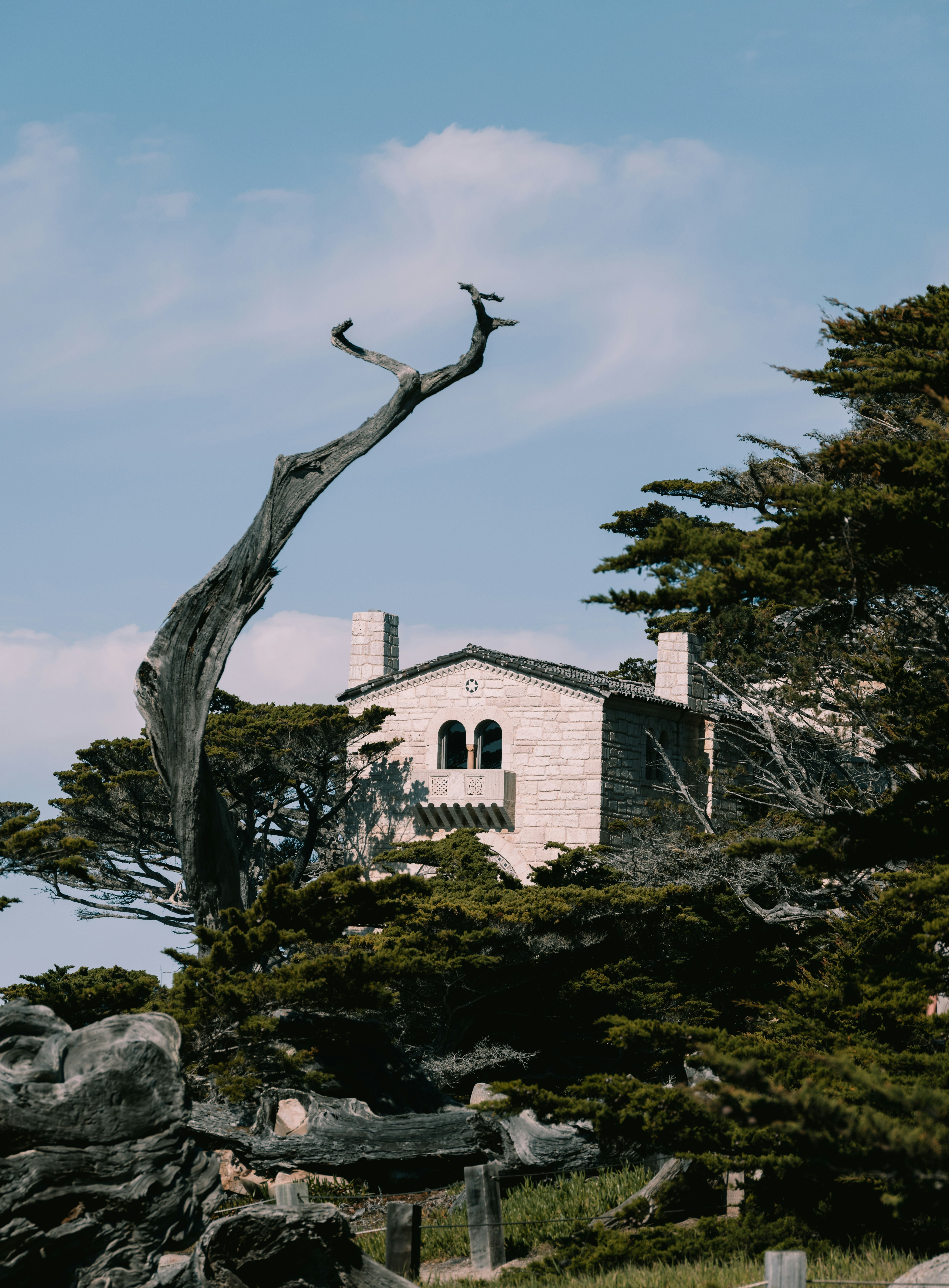 Clifftop Bastion Framed by a Gnarled Sentinel