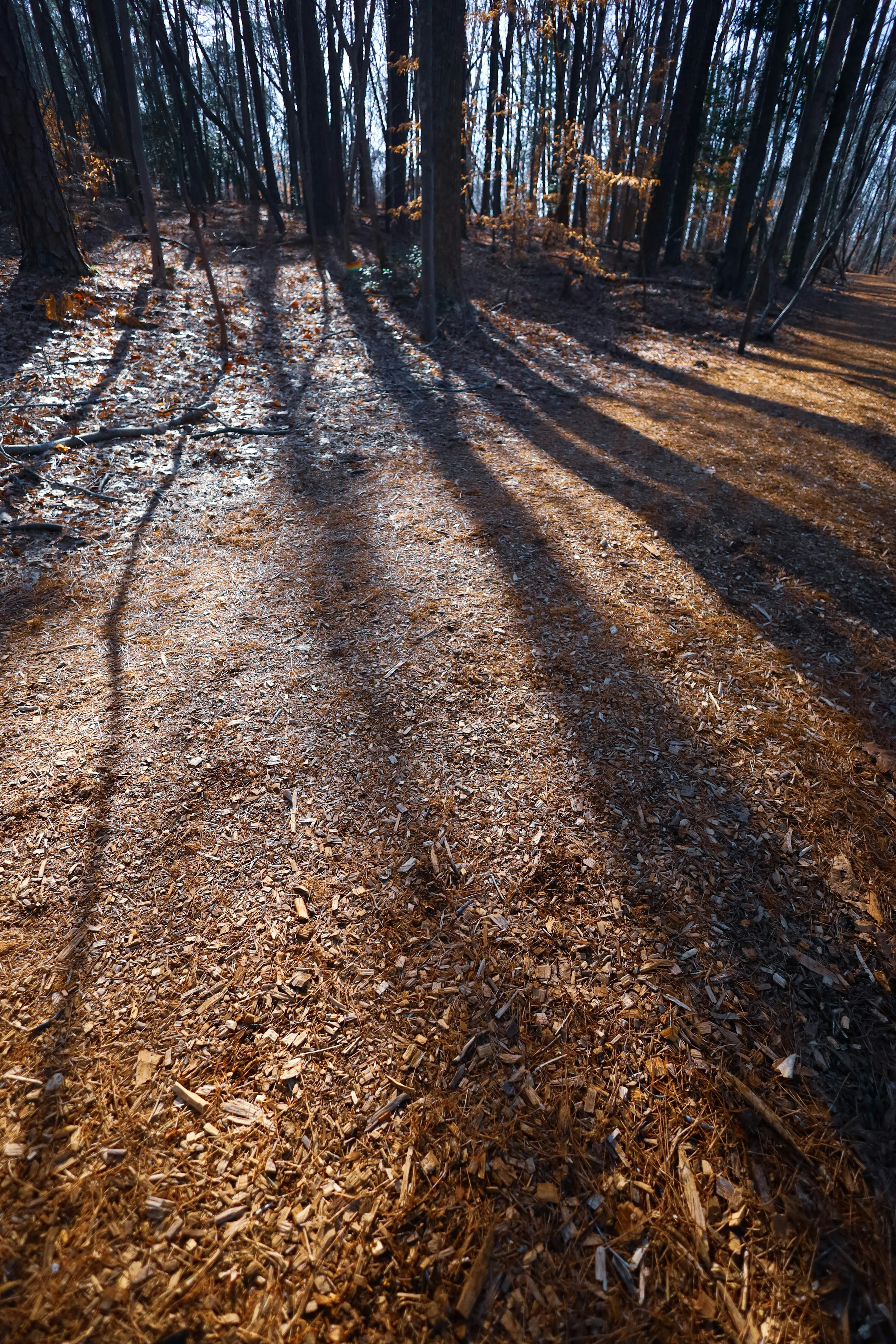 The shadow of trees on the ground in the woods photo – Free Cary Image ...