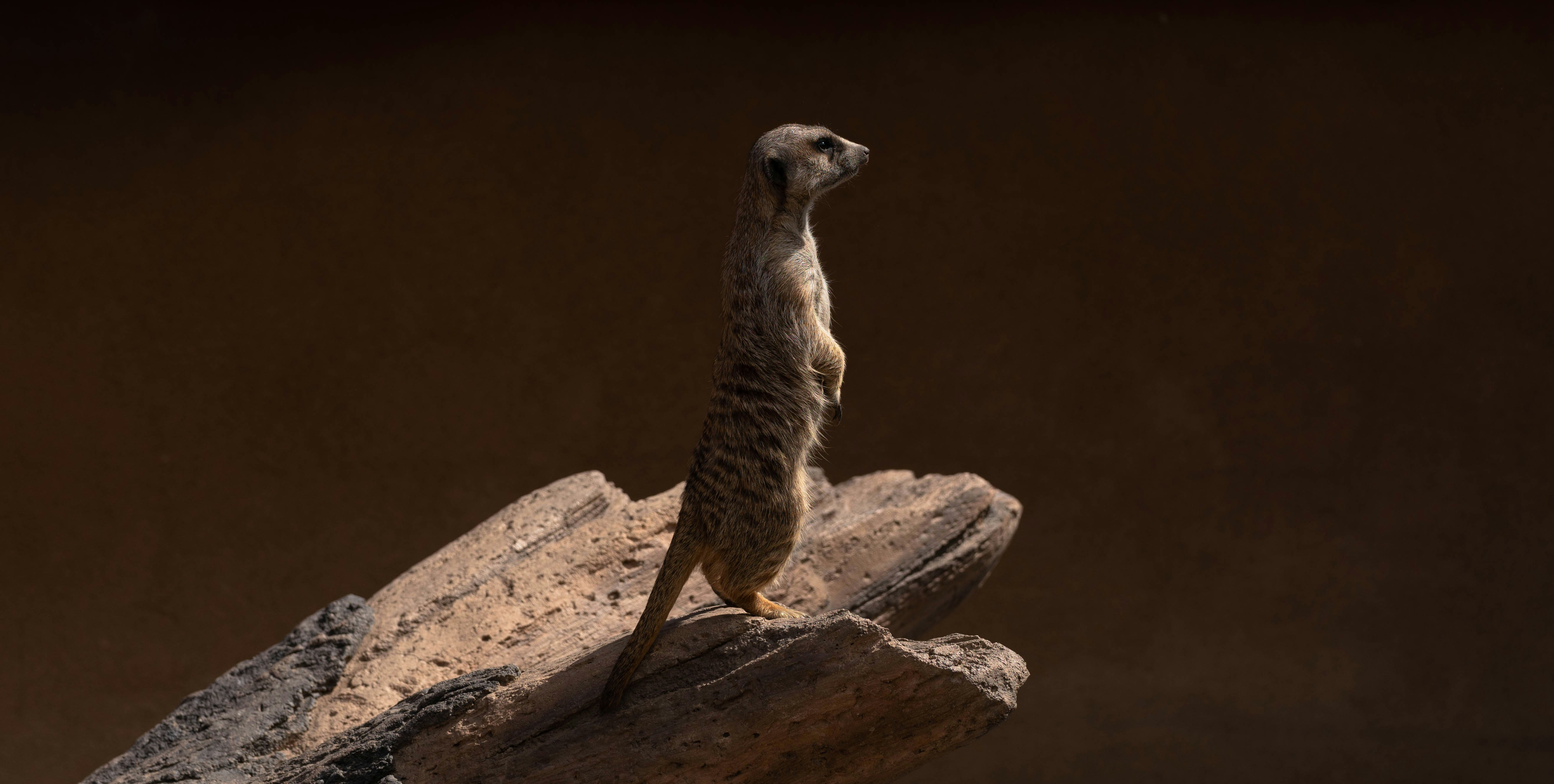 Meerkat standing upright on a rock against a dark background.