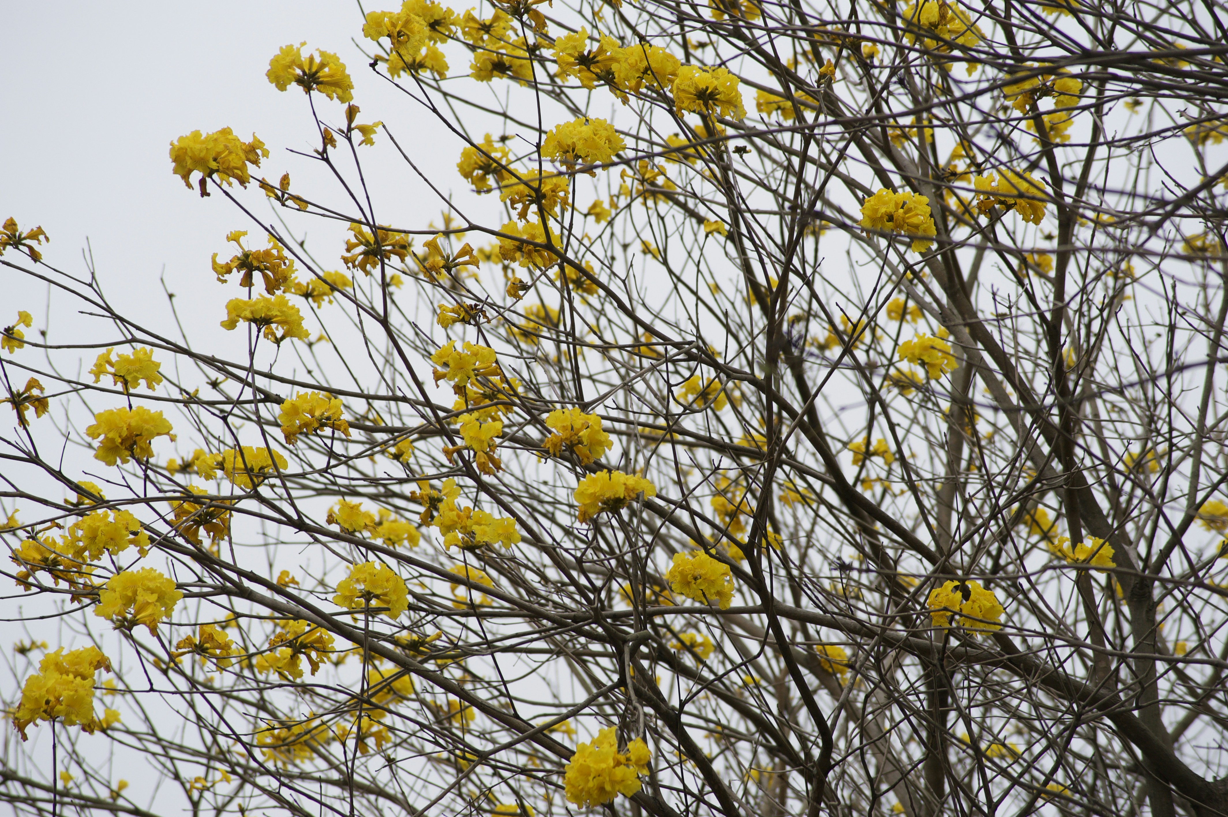 Yellow Bloom Lattice on Bare Branches Against a Pale Sky