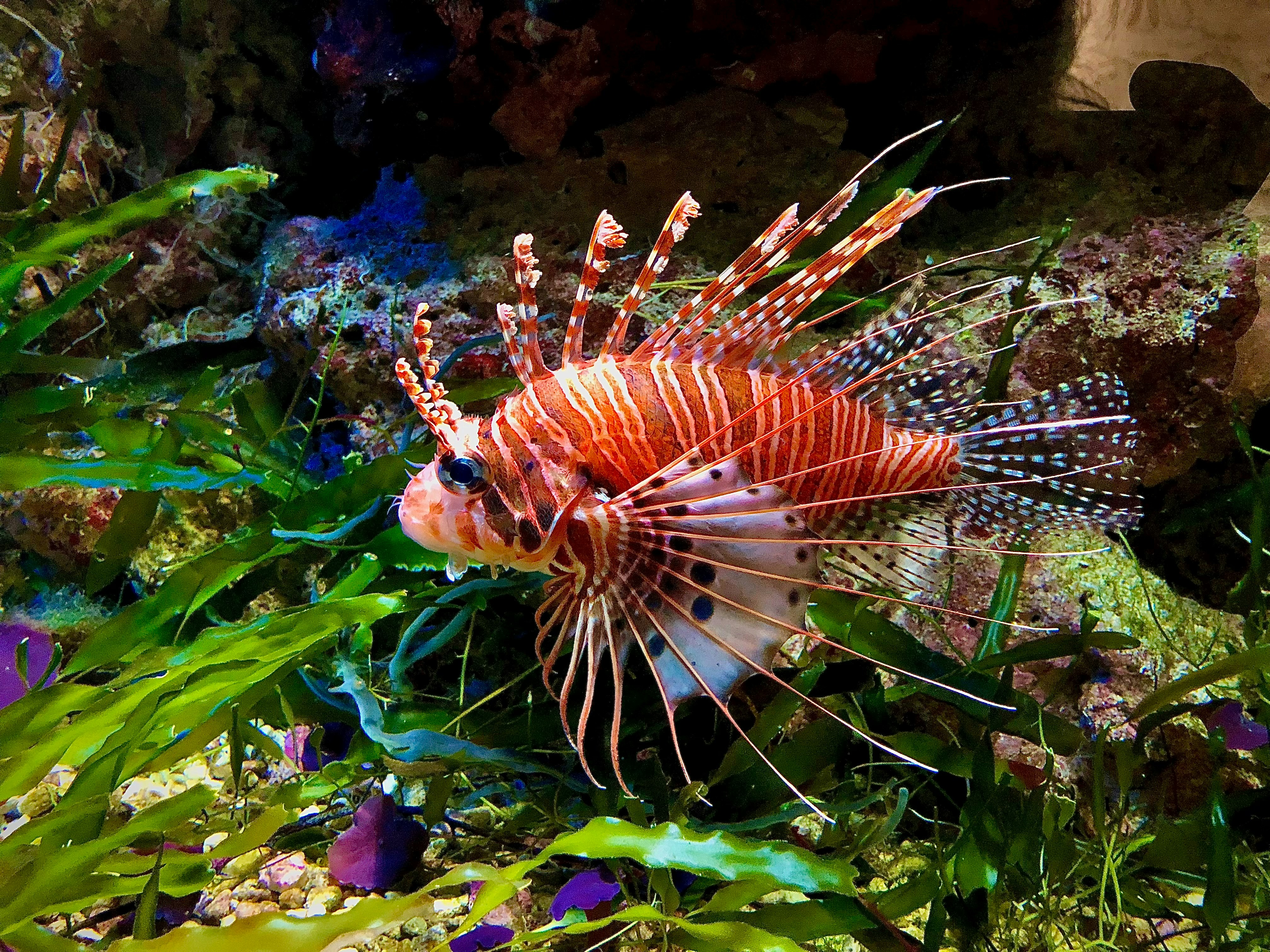 A lionfish in an aquarium surrounded by plants photo – Free Nature ...