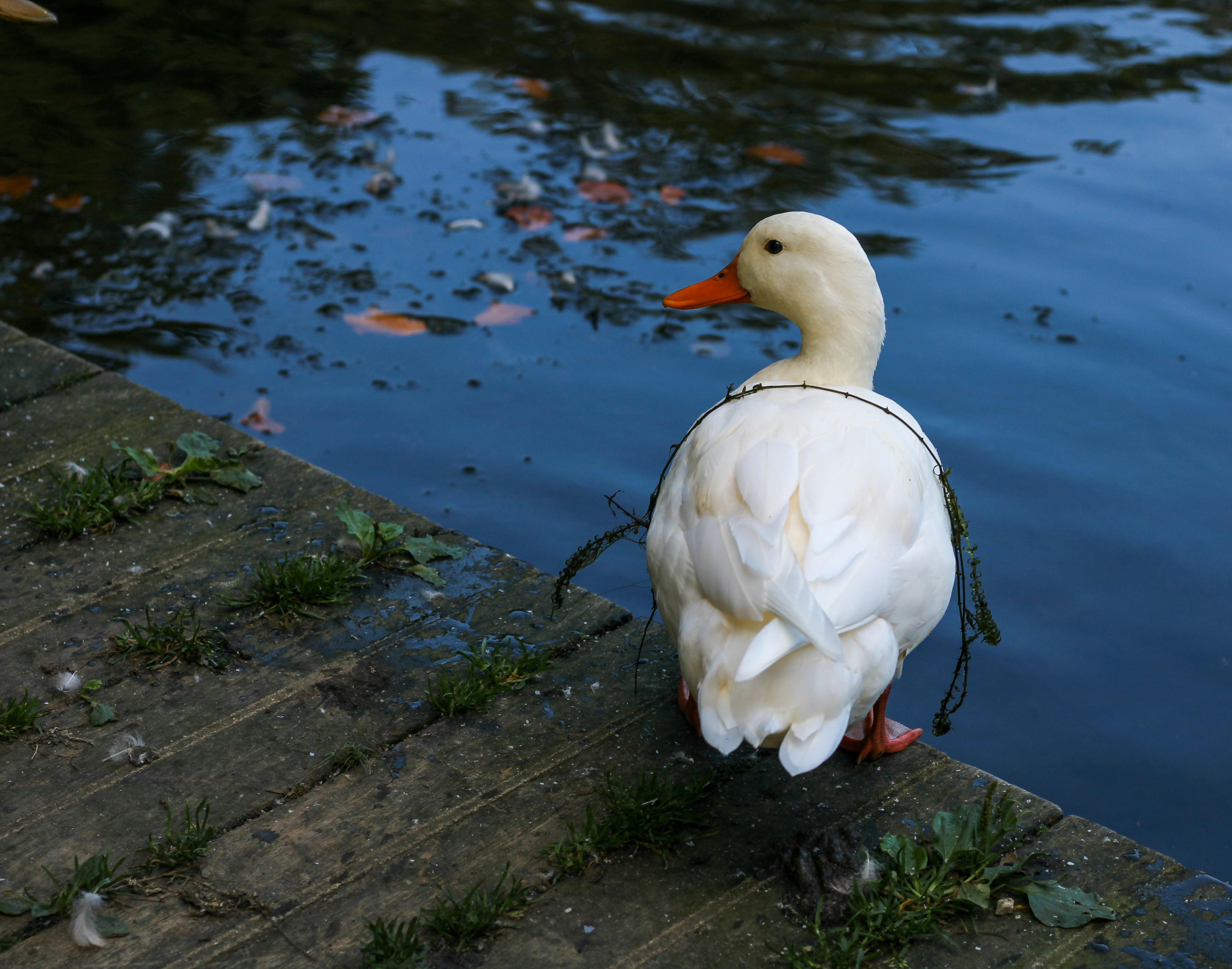 White Duck at the Water’s Edge: A Quiet Moment on the Dockside