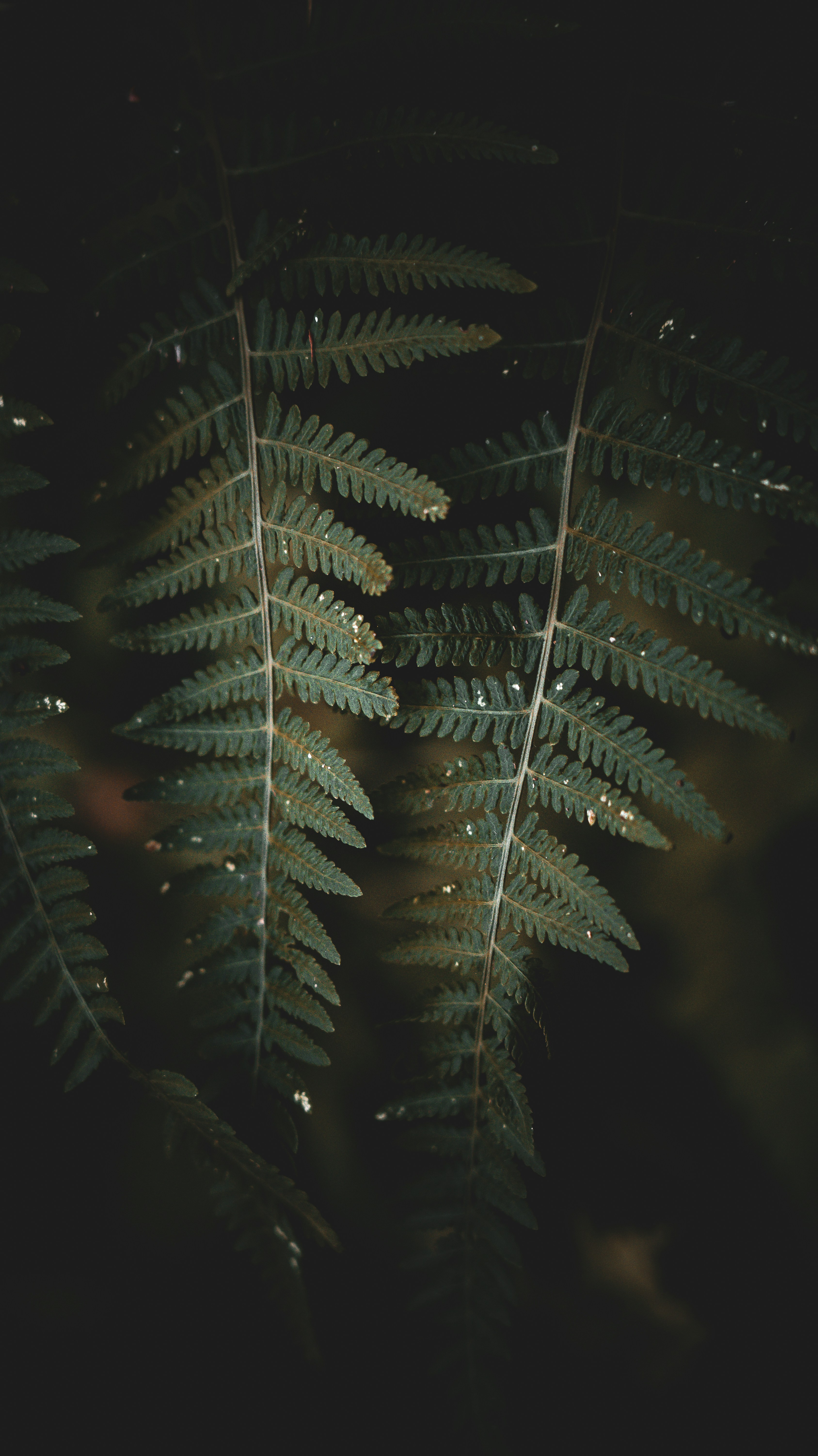A close up of a fern leaf at night photo – Free Sydney nsw Image on ...