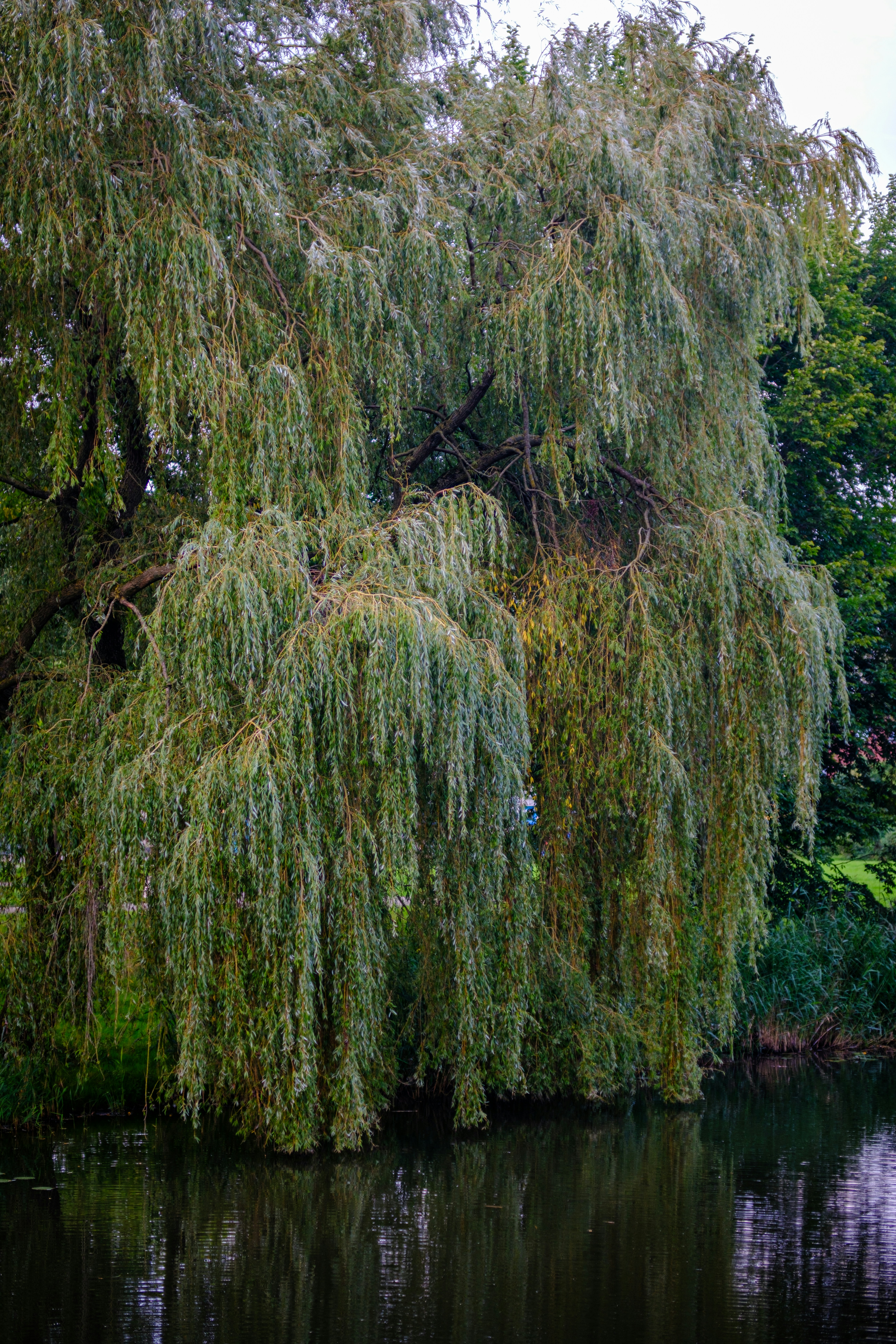 A majestic willow tree drapes its long, delicate branches over a tranquil pond, reflecting the serene beauty of nature.