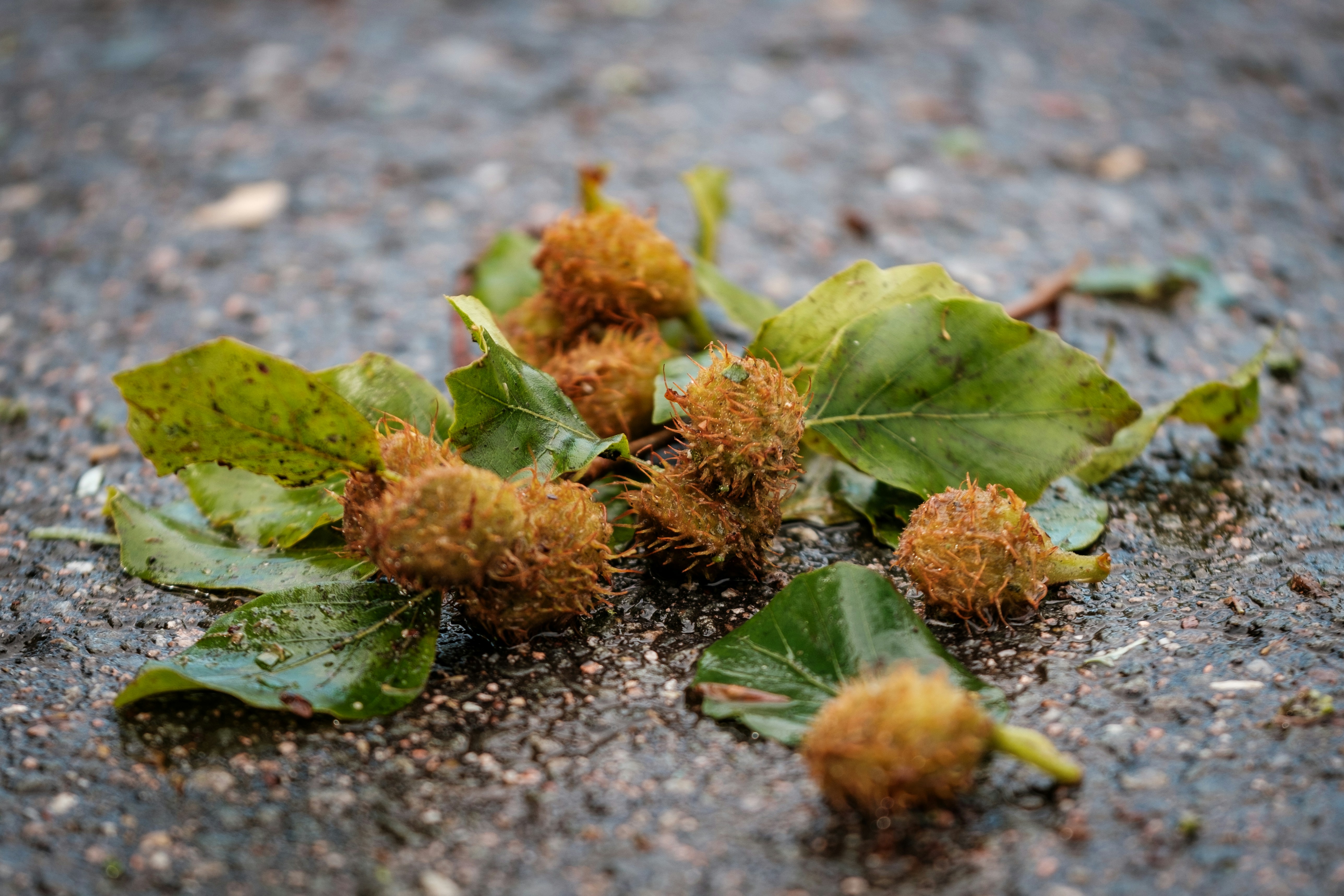 Autumn Bursts: A Ground-Cover of Spiky Chestnut‑like Fruits