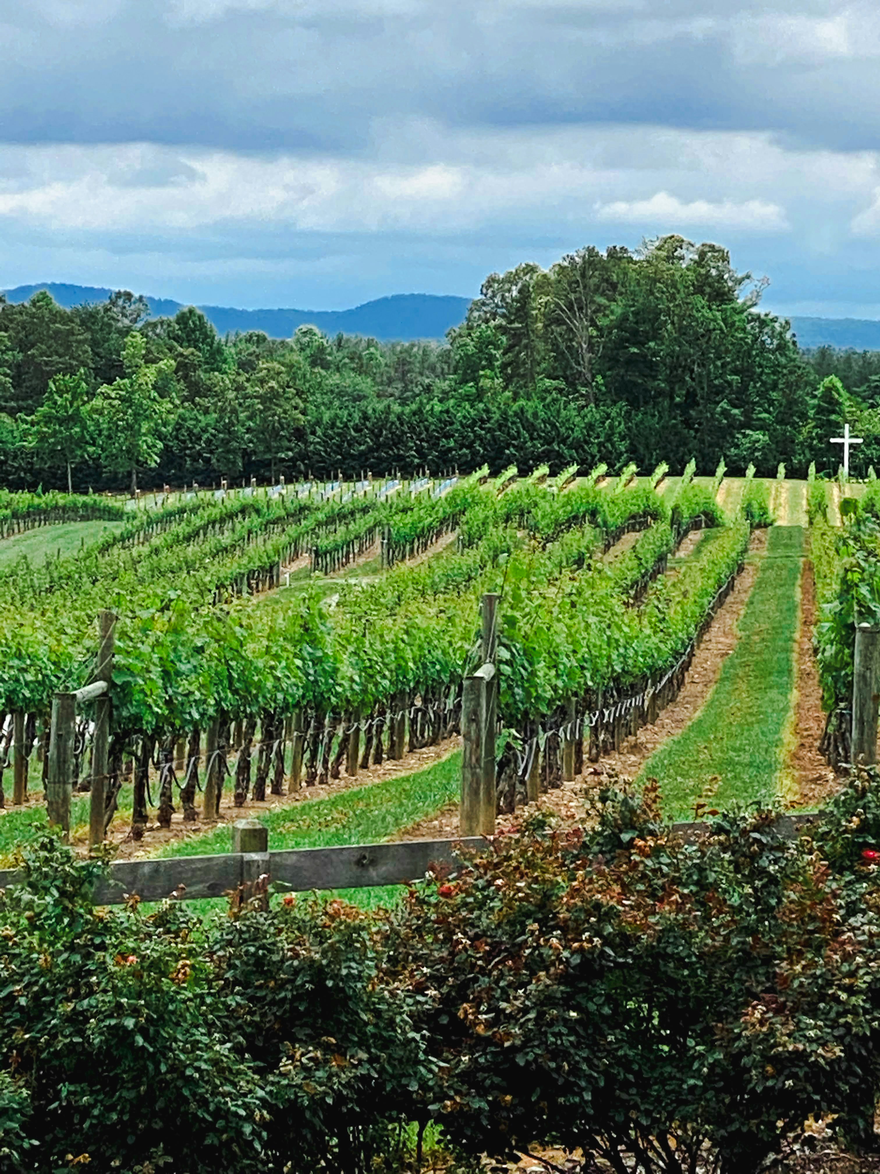 Converging Vineyard Aisles Toward a Distant Blue Ridge