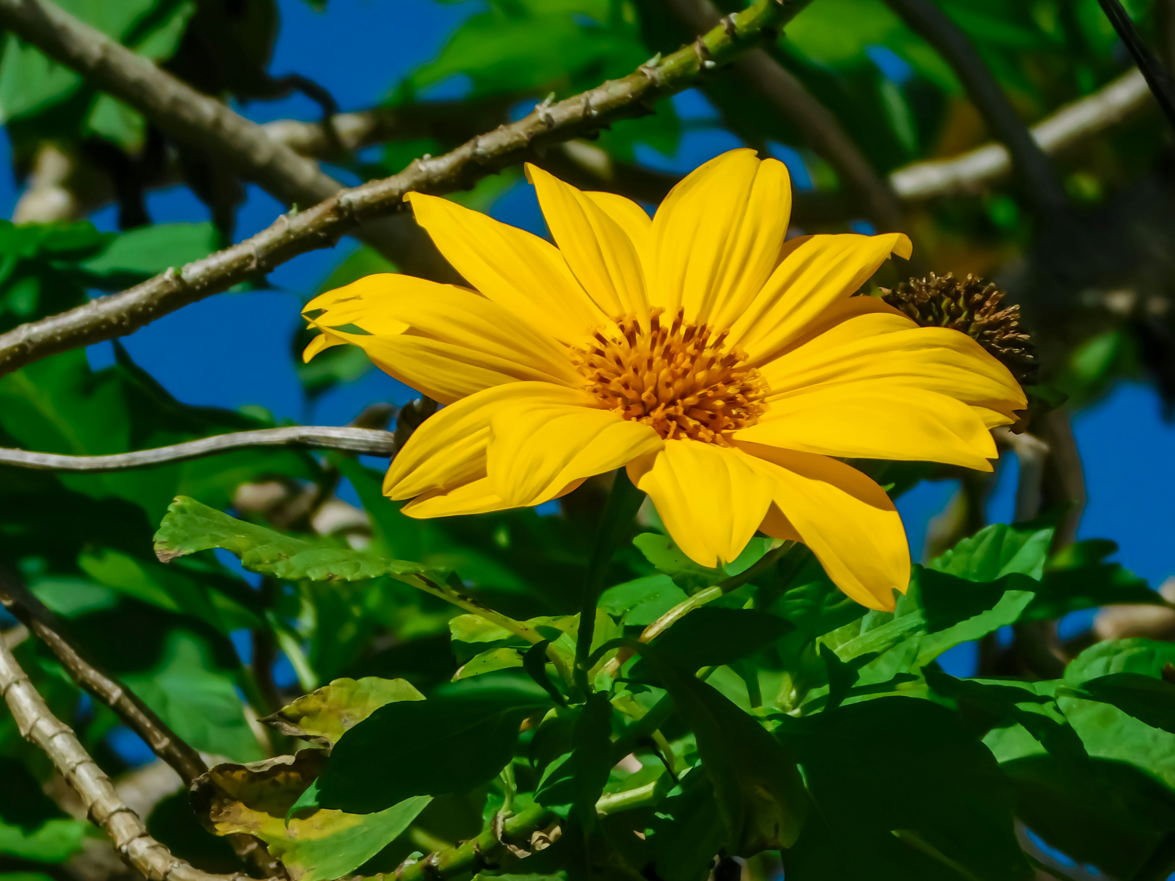 Sunlit Yellow Bloom Reaching Through a Green Veil Under a Clear Blue Sky