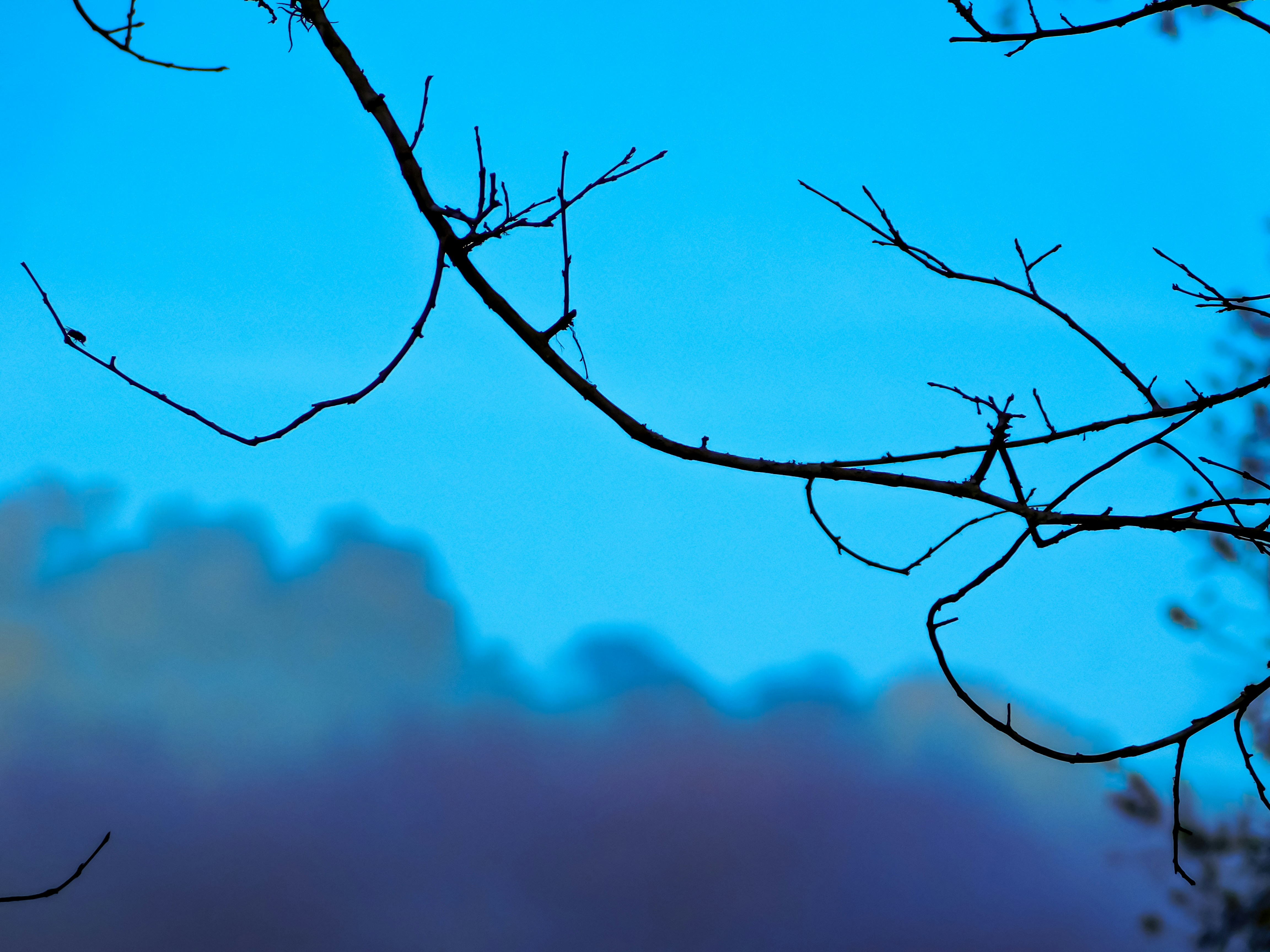 Bare branches form stark tracery against a saturated blue sky. A soft cloud bank sits low, reinforcing the silhouetted linework.