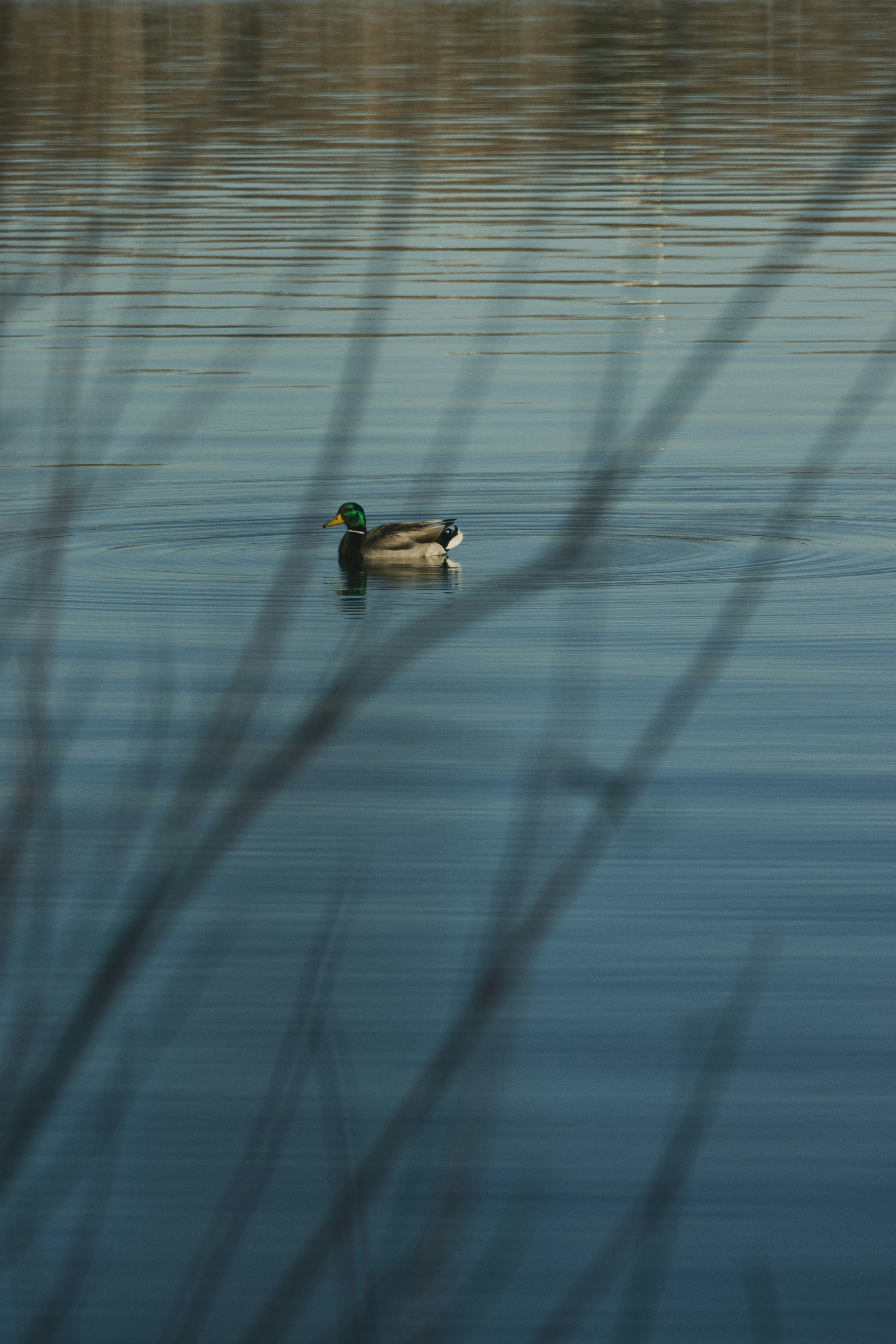 A mallard duck glides gracefully across a calm lake, framed by delicate branches in the foreground. The tranquil scene captures the essence of nature's quiet beauty.