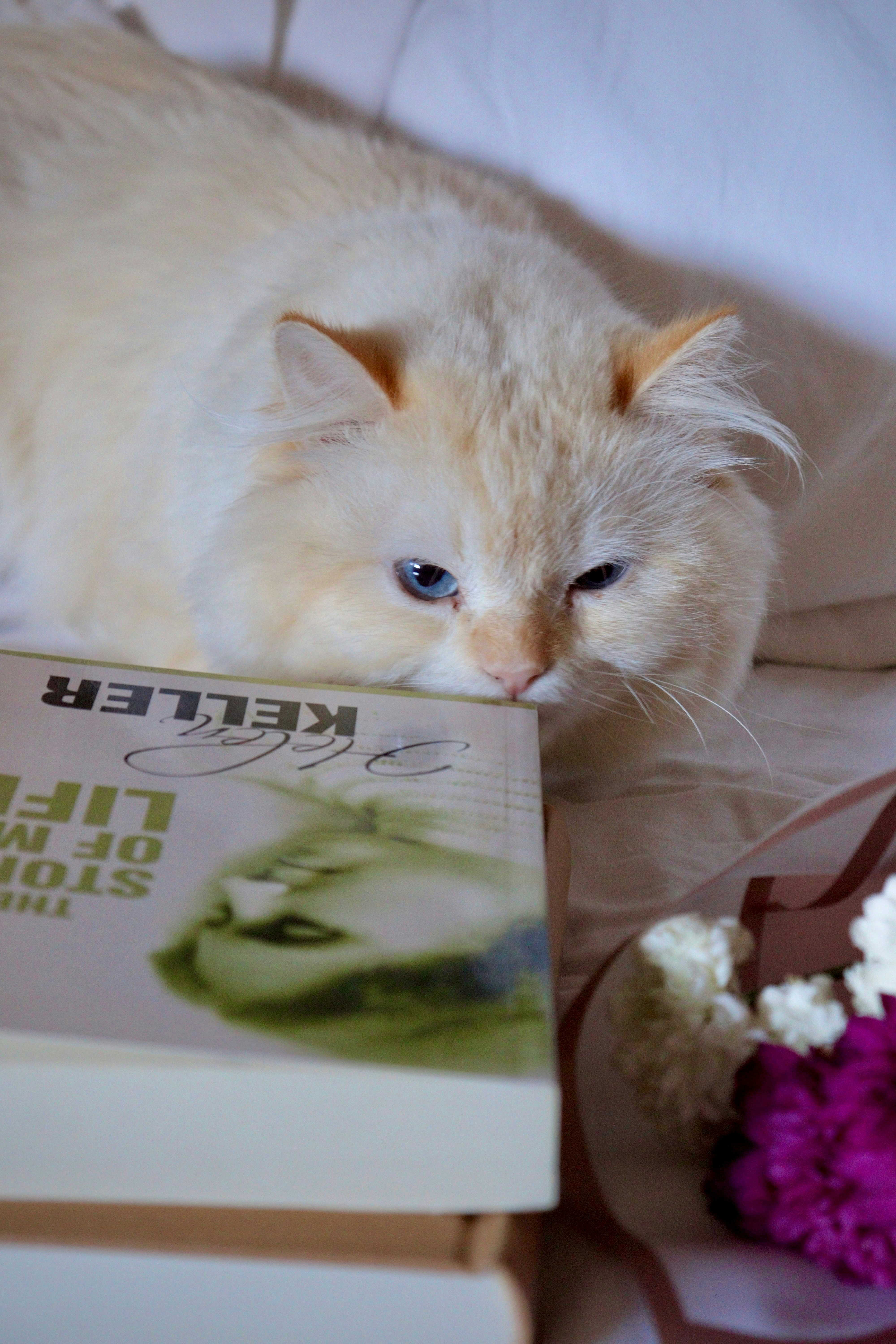 Creamy Cat and a Propped Book: Quiet Curiosity on a Pillow