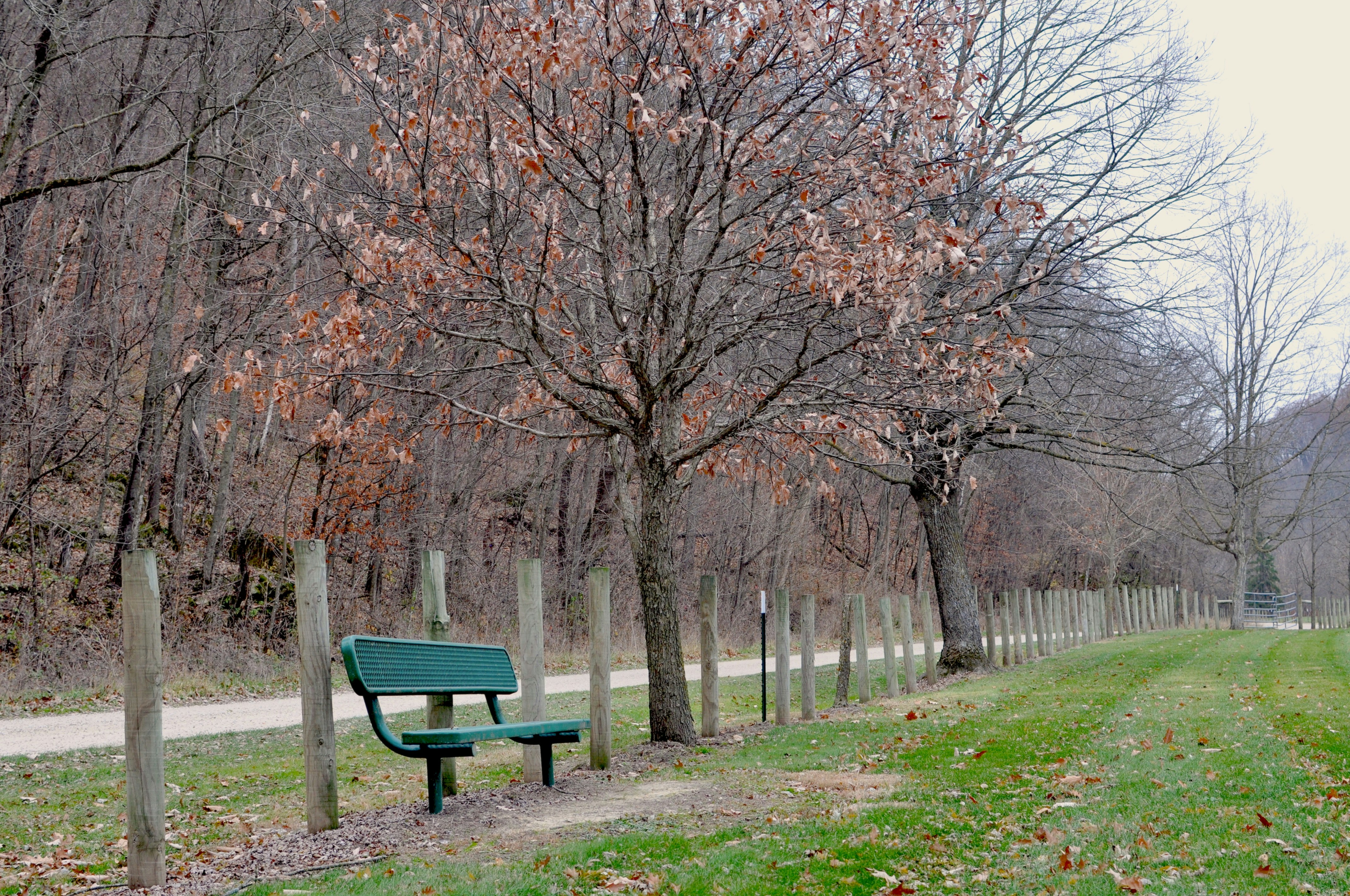 A green park bench next to a row of trees photo – Free Farmers ...