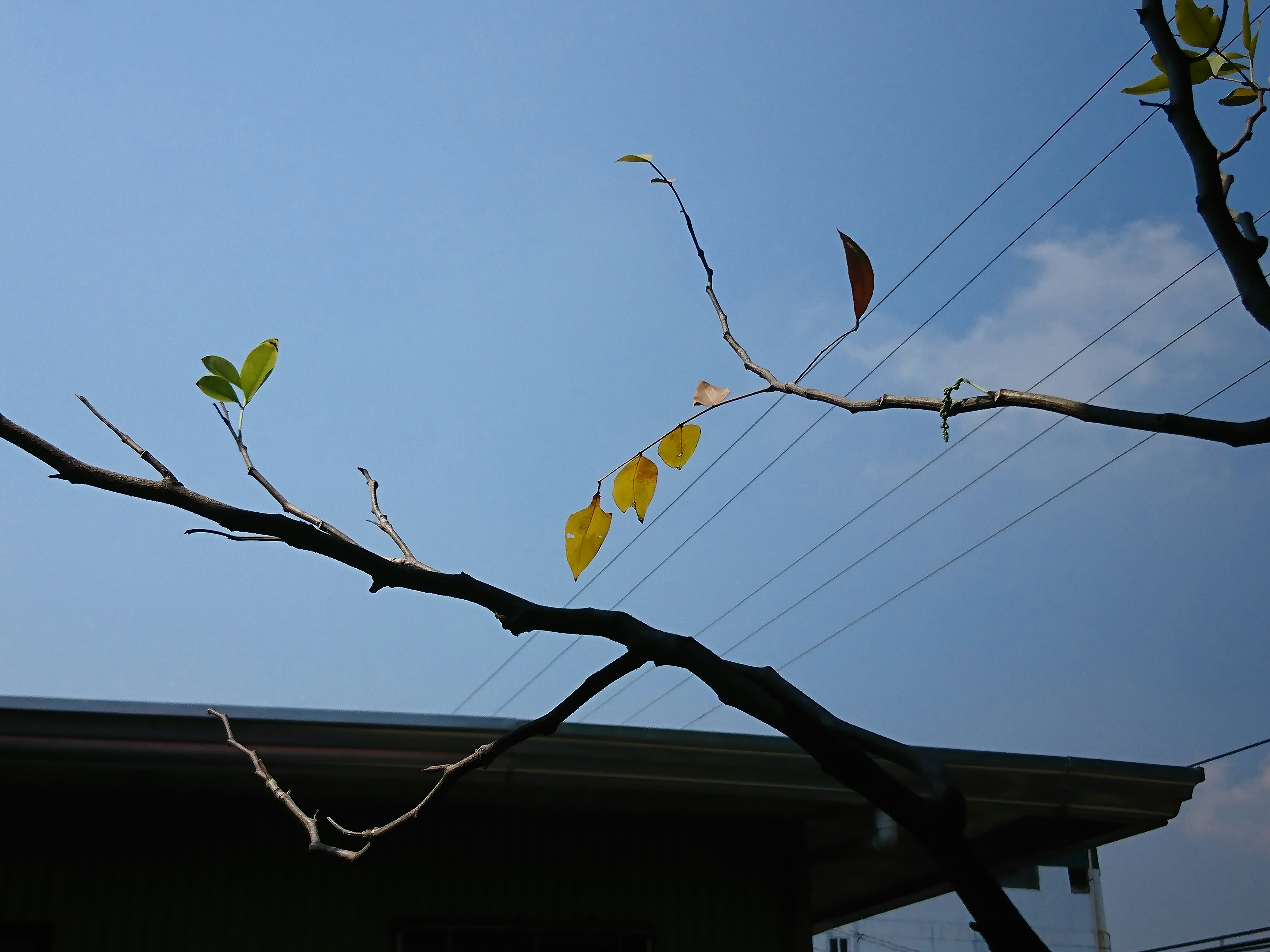 A slender branch arcs across a clear blue sky, with a few yellowing leaves and visible power lines in the background.