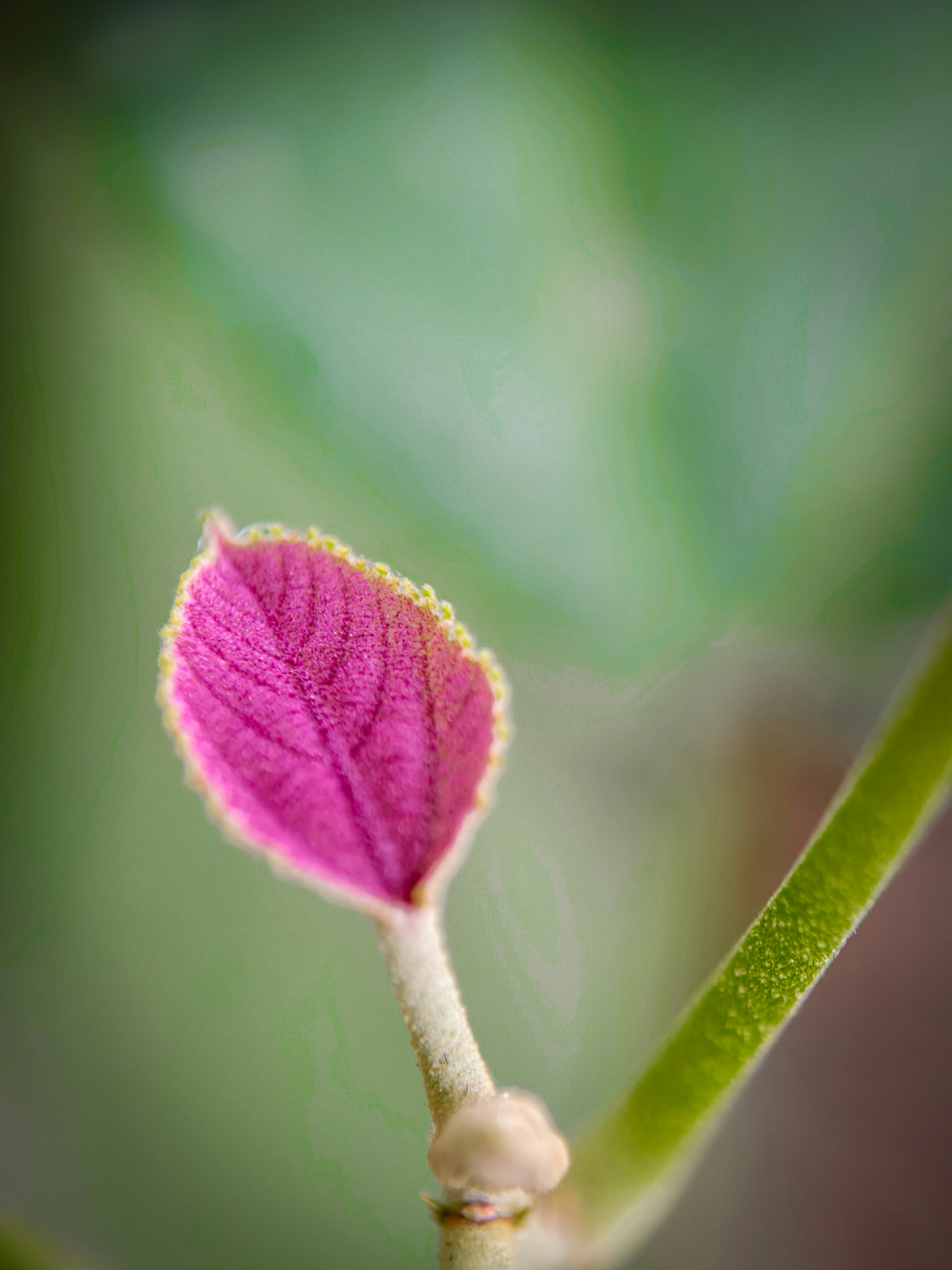 a close up of a pink flower on a stem