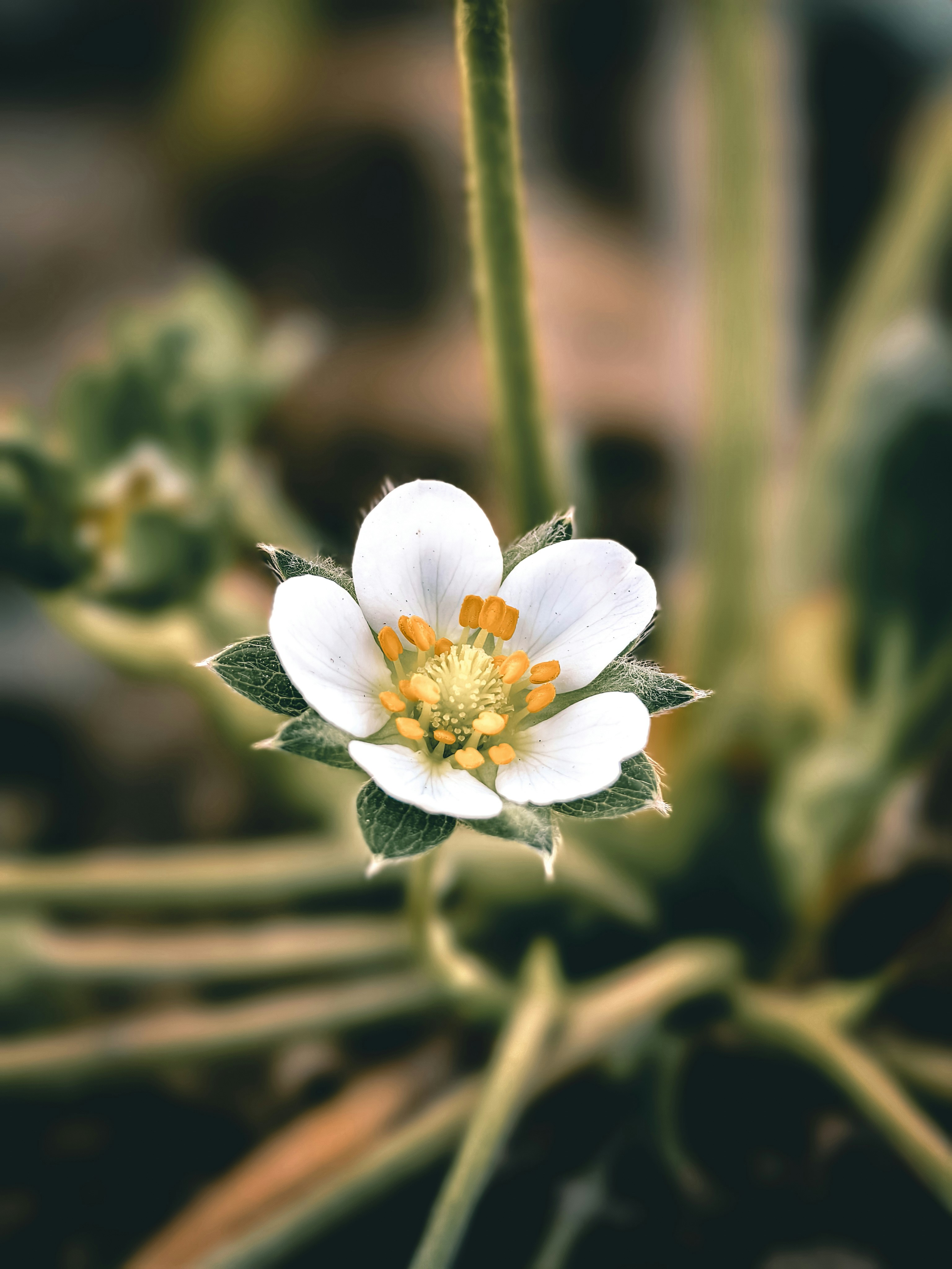 A single white flower with yellow stamens stands sharply in focus against a blurred background, highlighting fine petal texture and leaf detail.