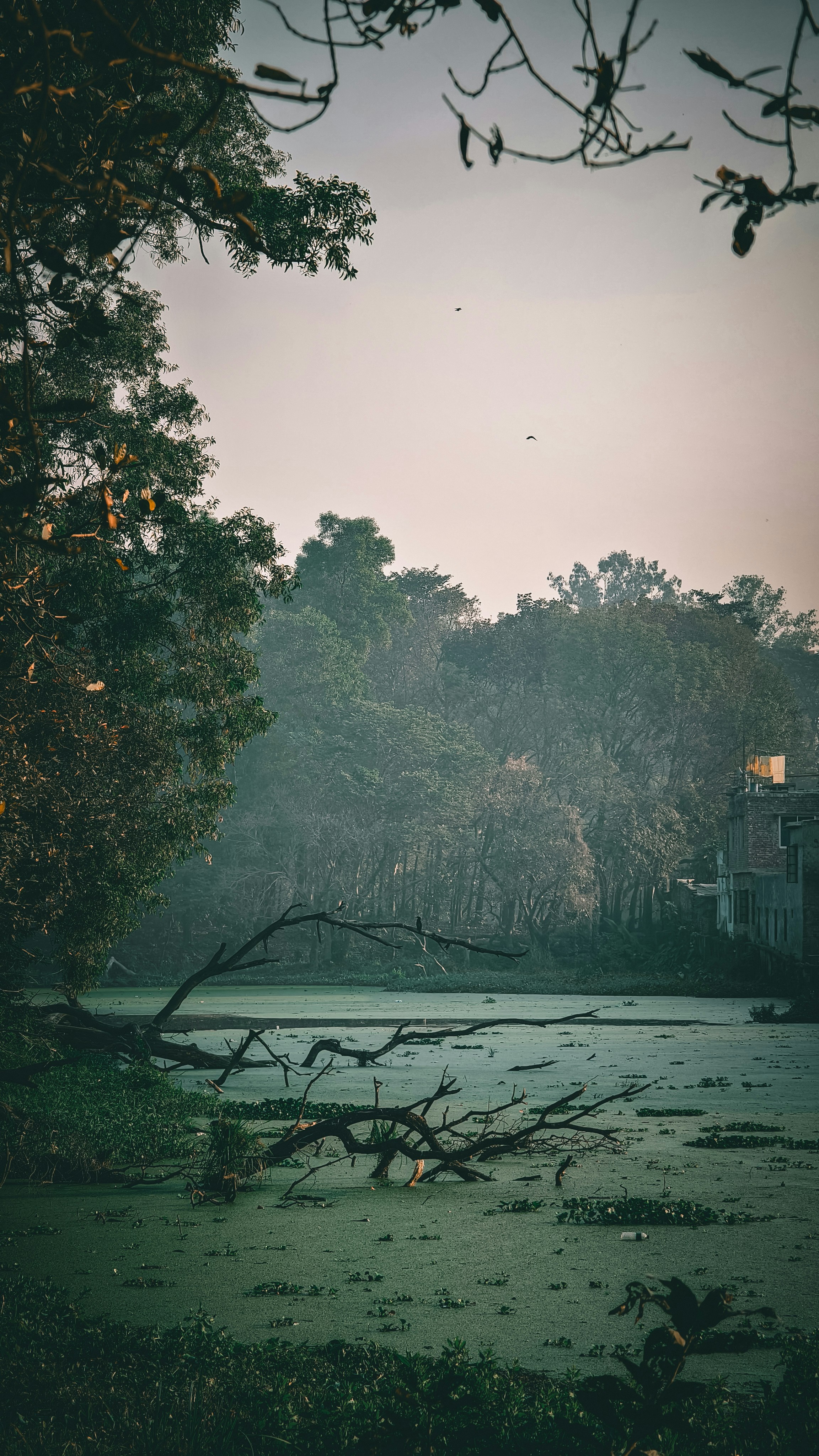 A tree that has fallen over in the water photo – Free Grey Image on ...