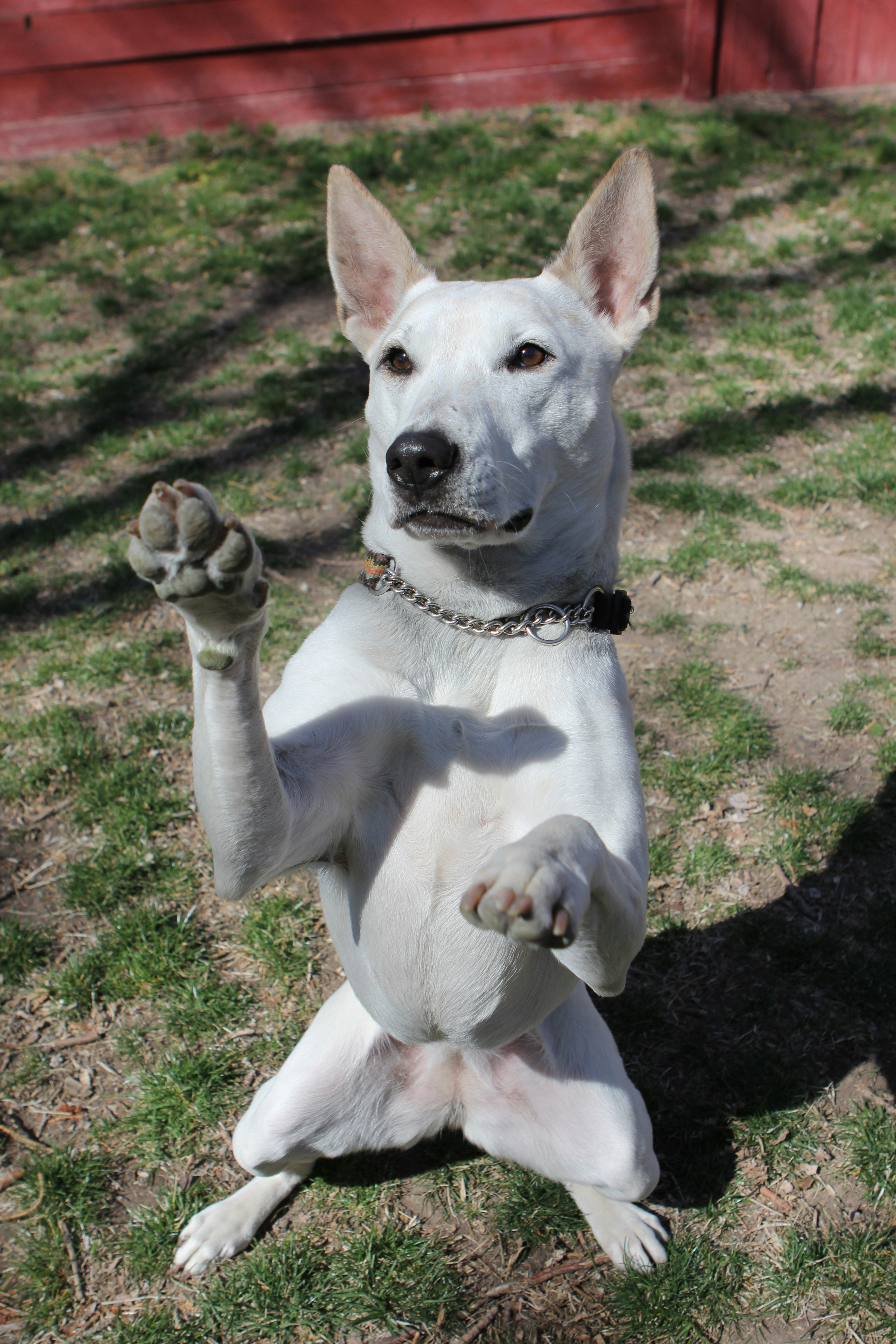 Sunlit Upright: A White Shepherd Reaches Forward in a Playful Yard