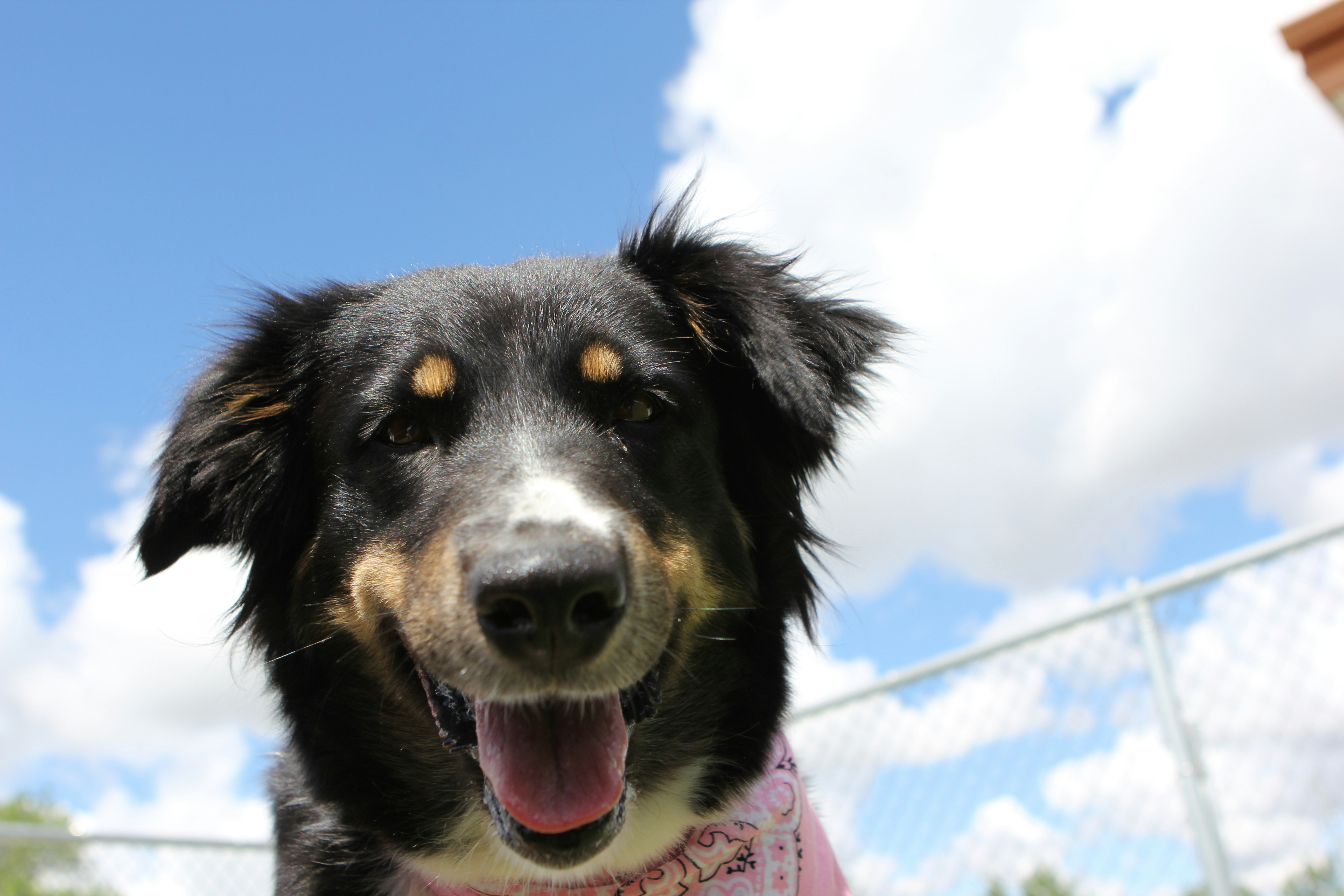 Pocatello Animal shelter dog poses for the camera.