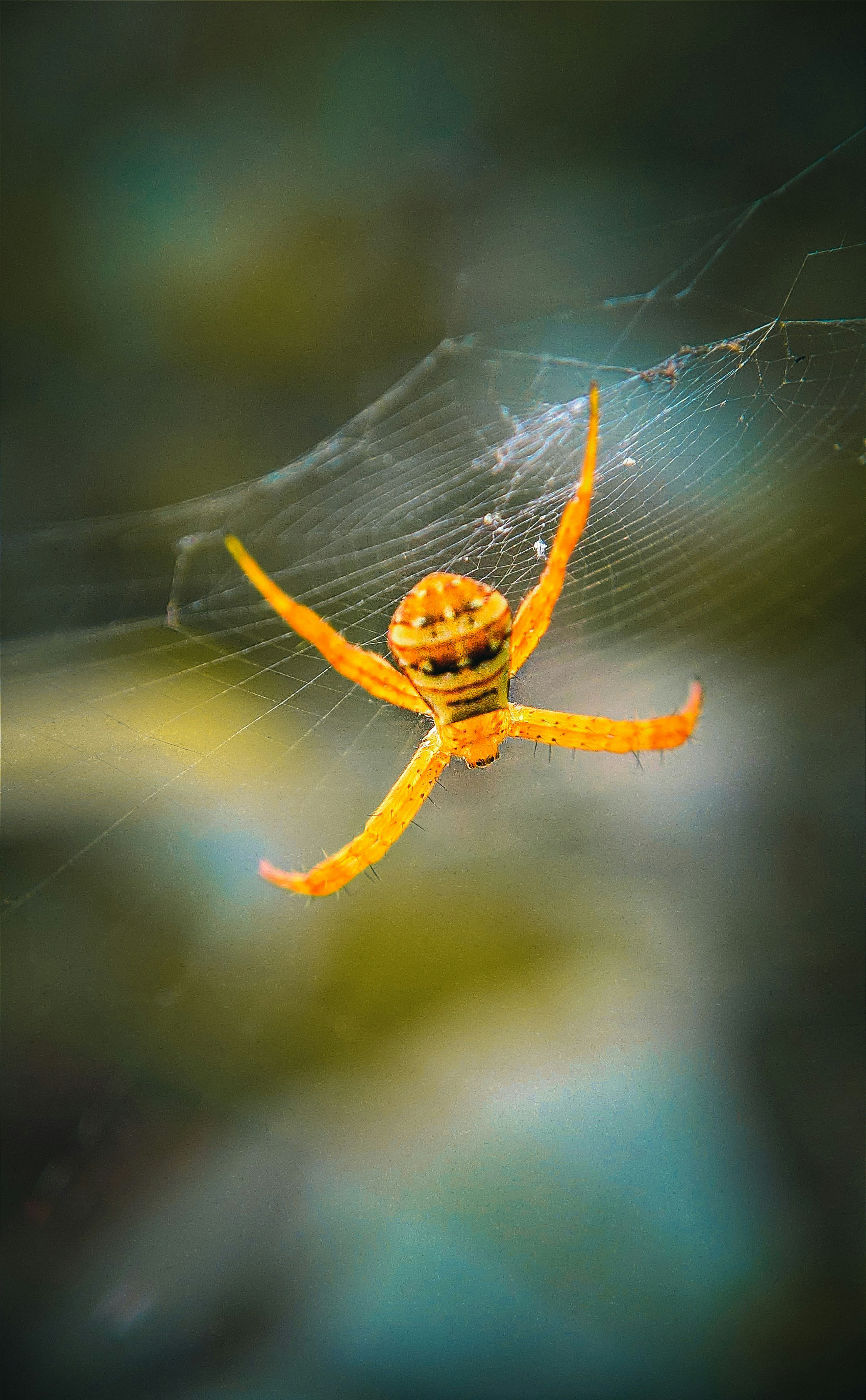 The Happy Face Spider Pictures | Download Free Images on Unsplash