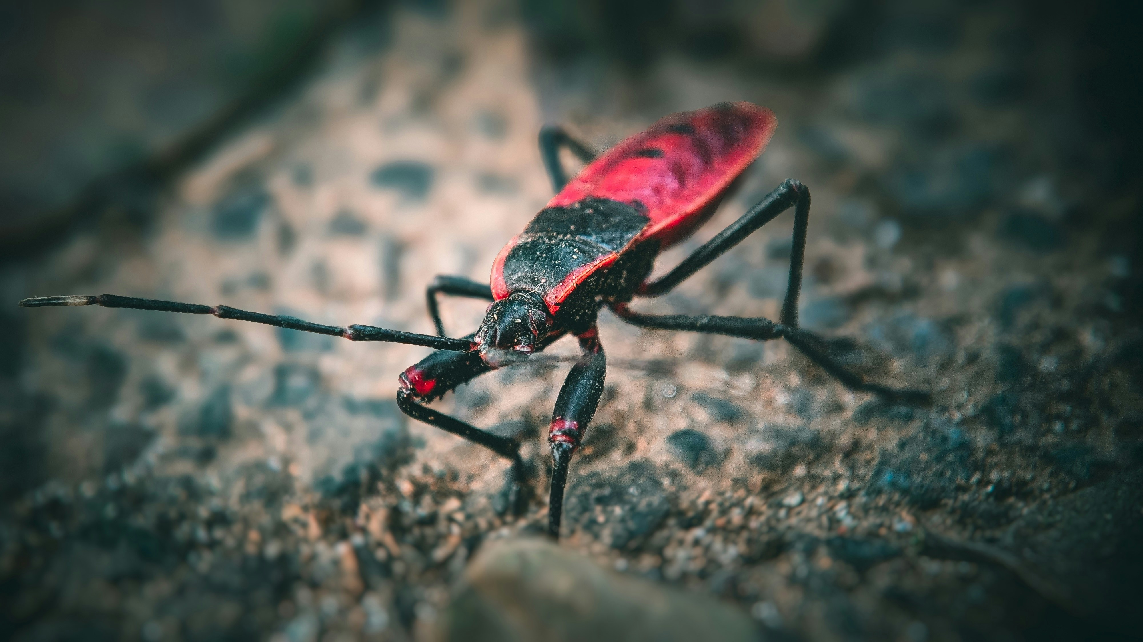 A close up of a bug on a rock photo – Free Insect Image on Unsplash