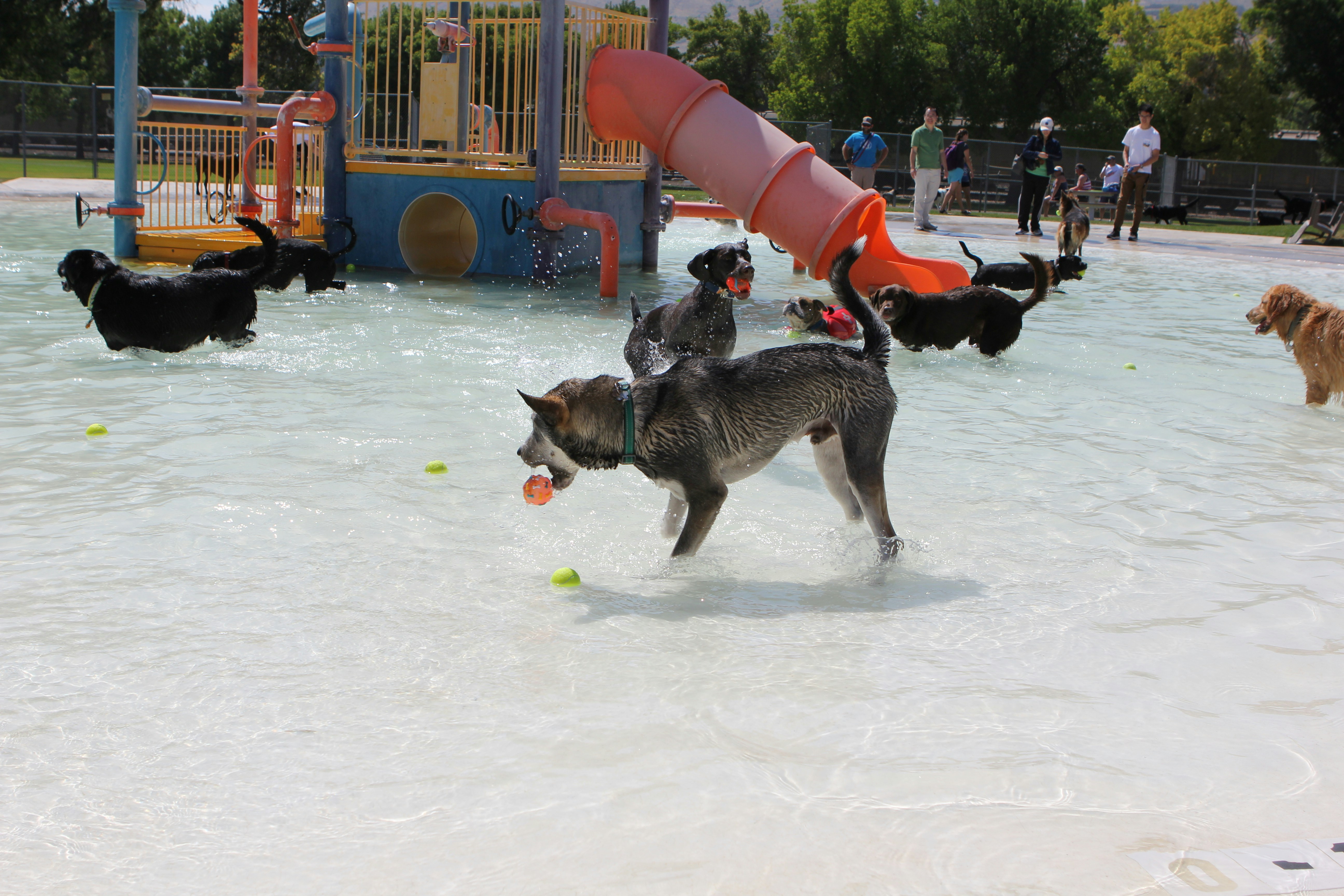 A group of dogs playing in a water park photo – Free Pocatello Image on ...
