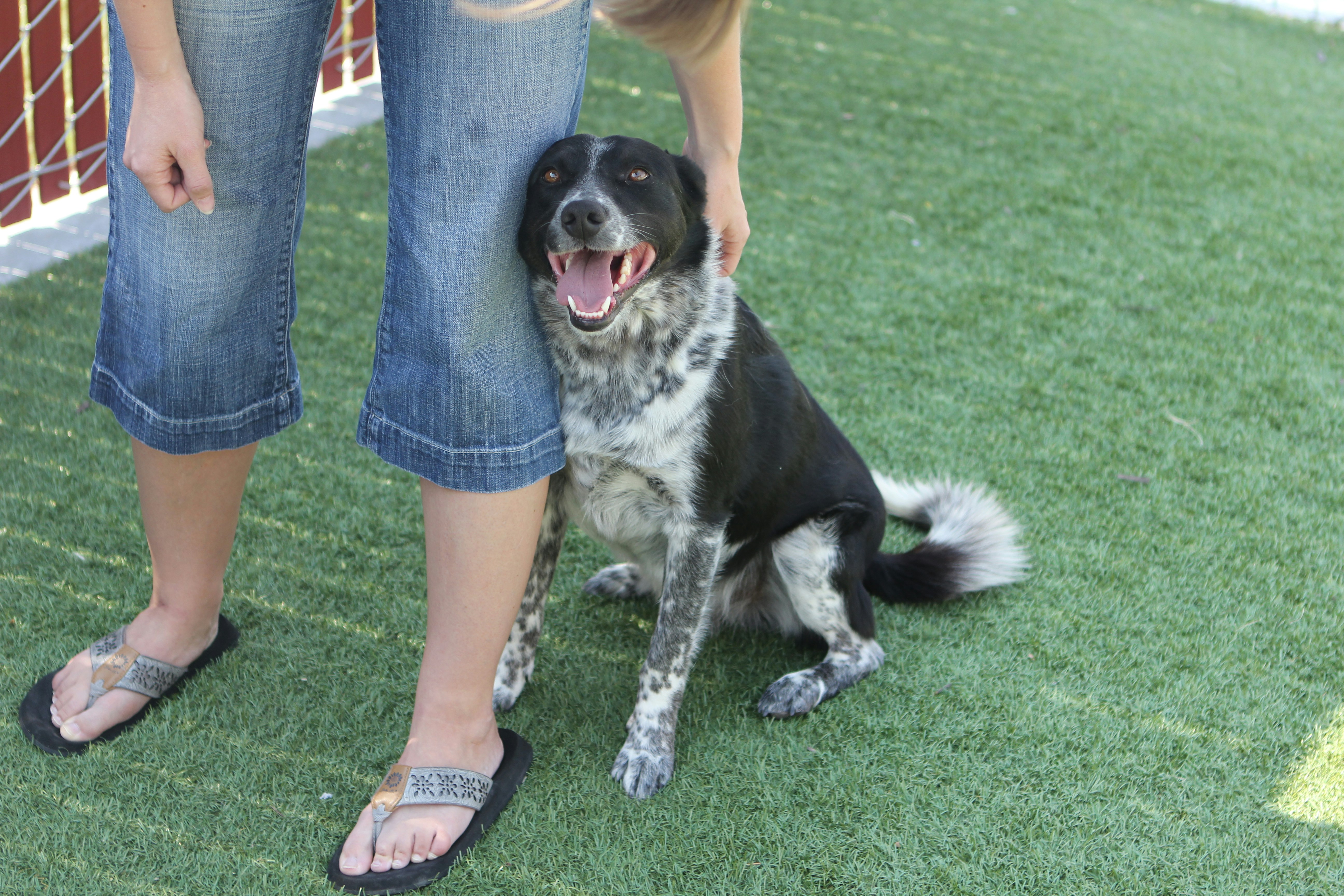 Happy Pup at Foot Level: A Dog's Gaze Amid Caregiver's Presence