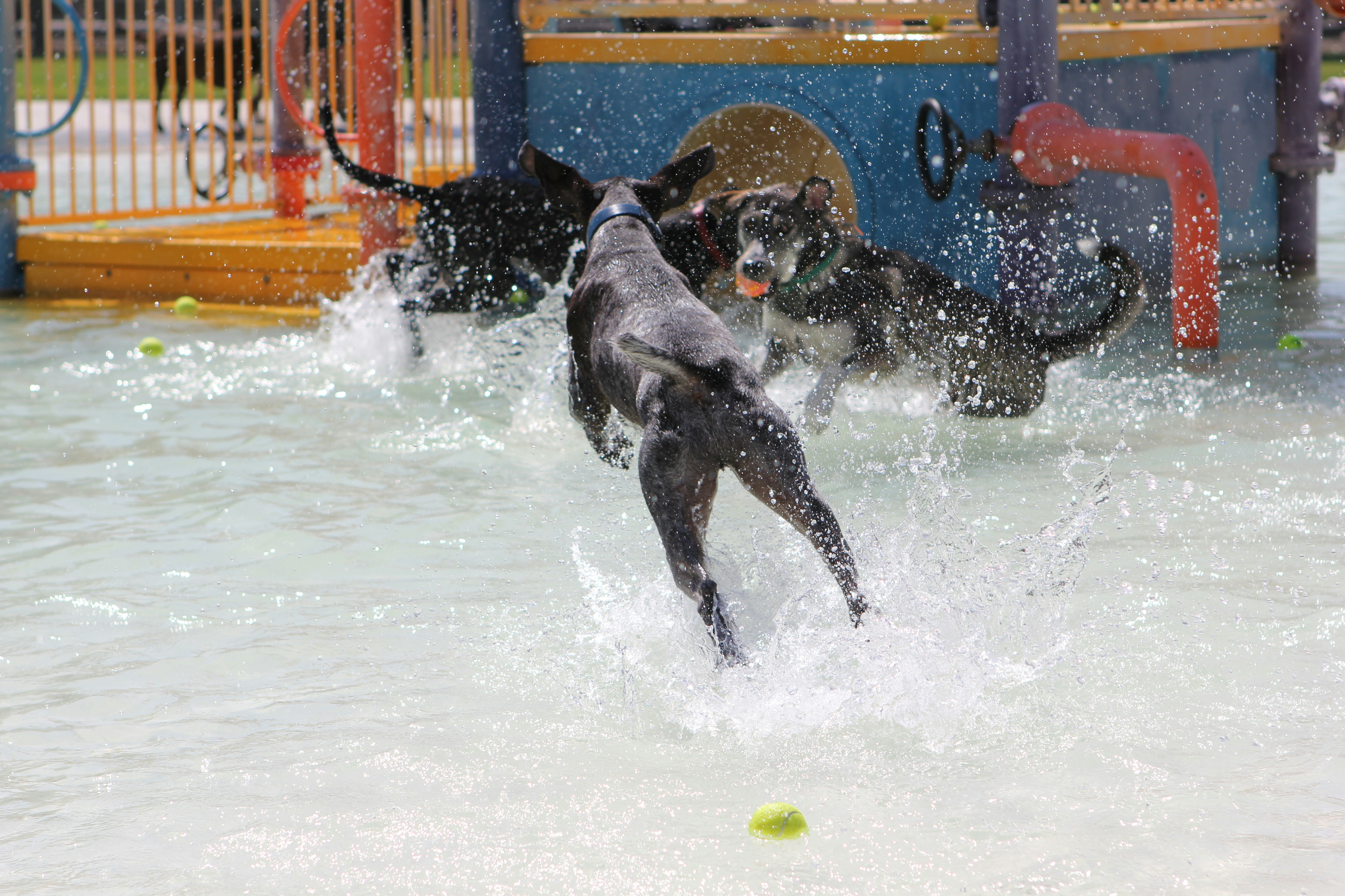 Mid-Jump in the Park Pool: A Black Labrador Chasing a Tennis Ball Through Spray