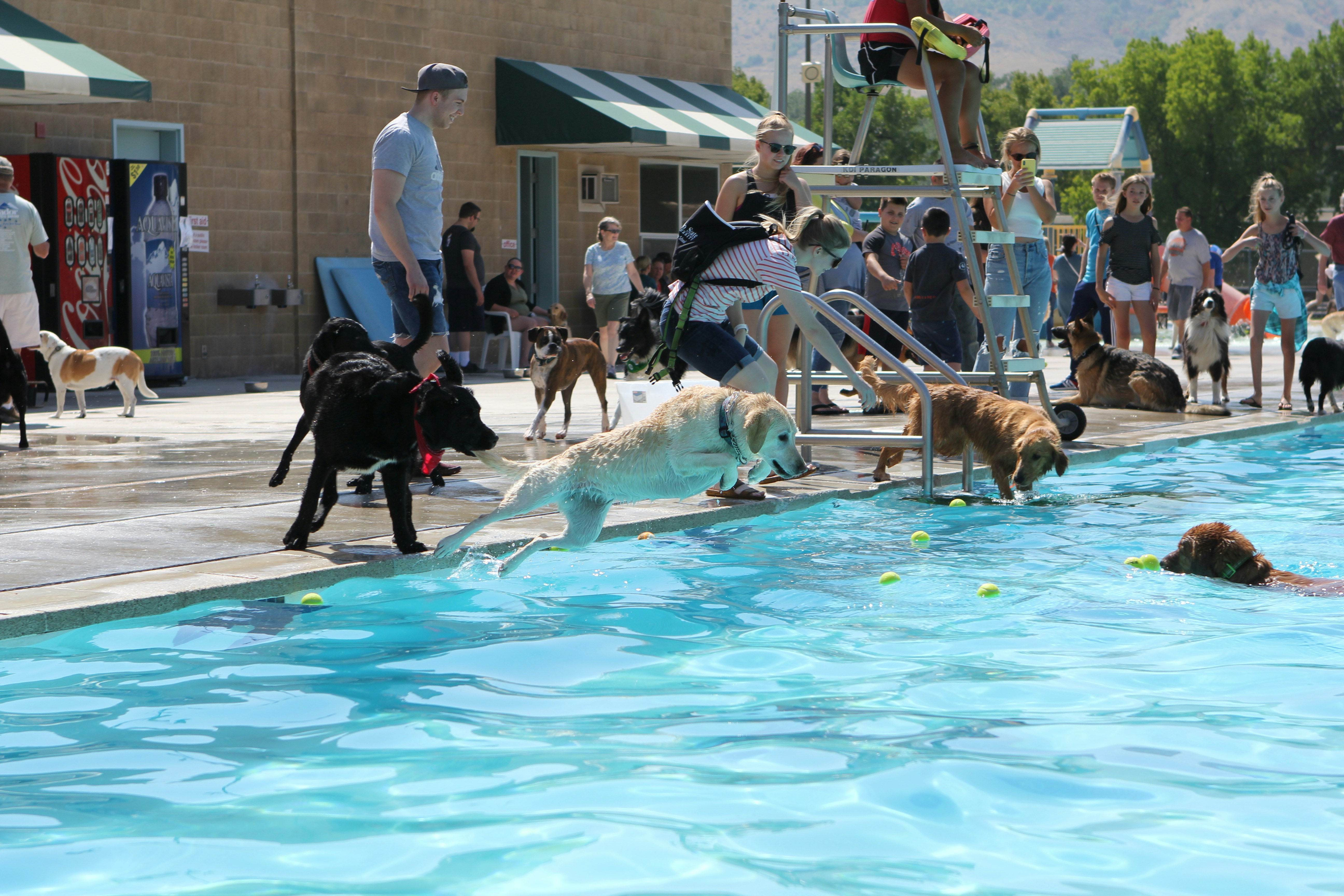 A group of dogs playing in a swimming pool photo – Free Pocatello Image ...