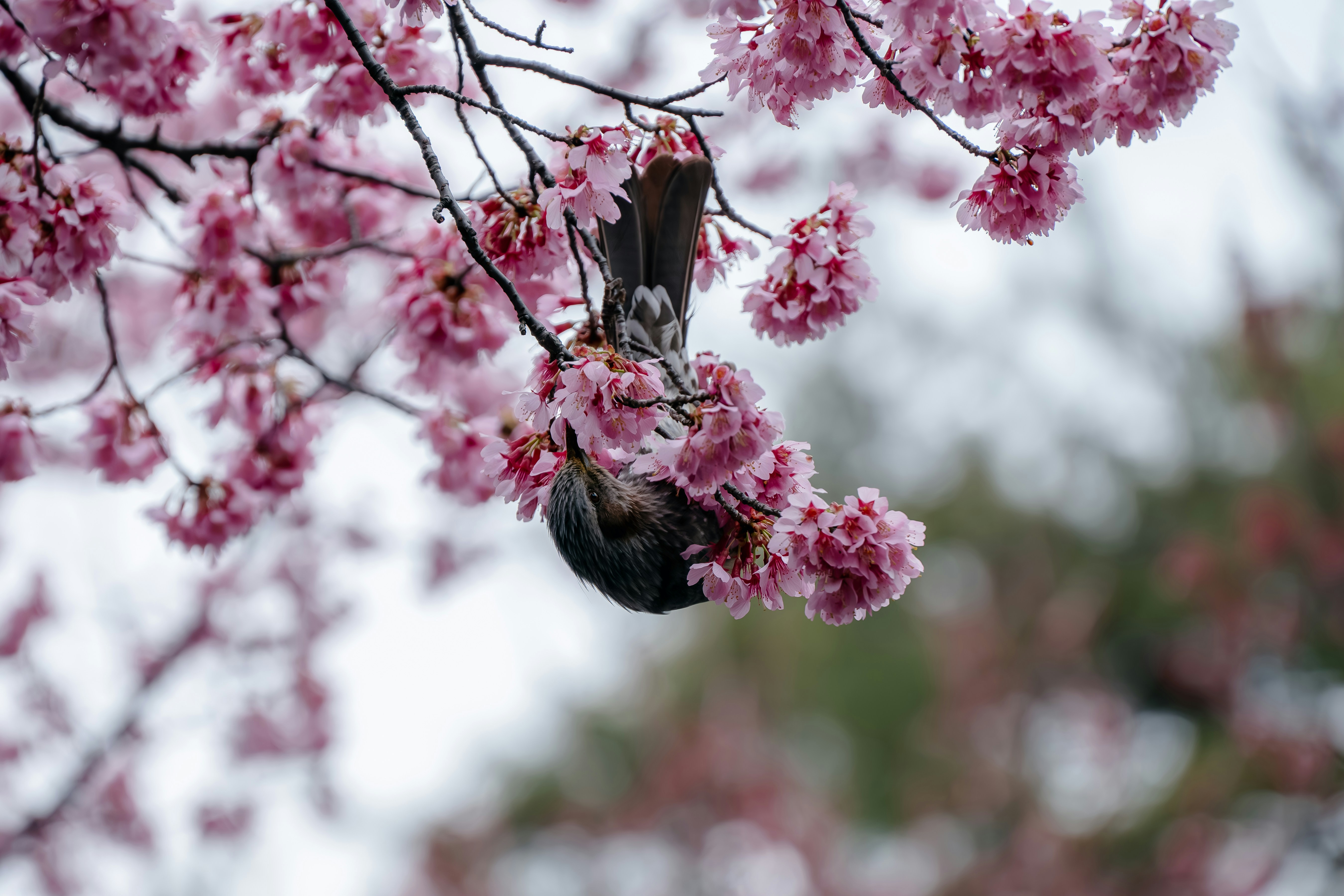 A brown-eared bulbul on a cherry tree.